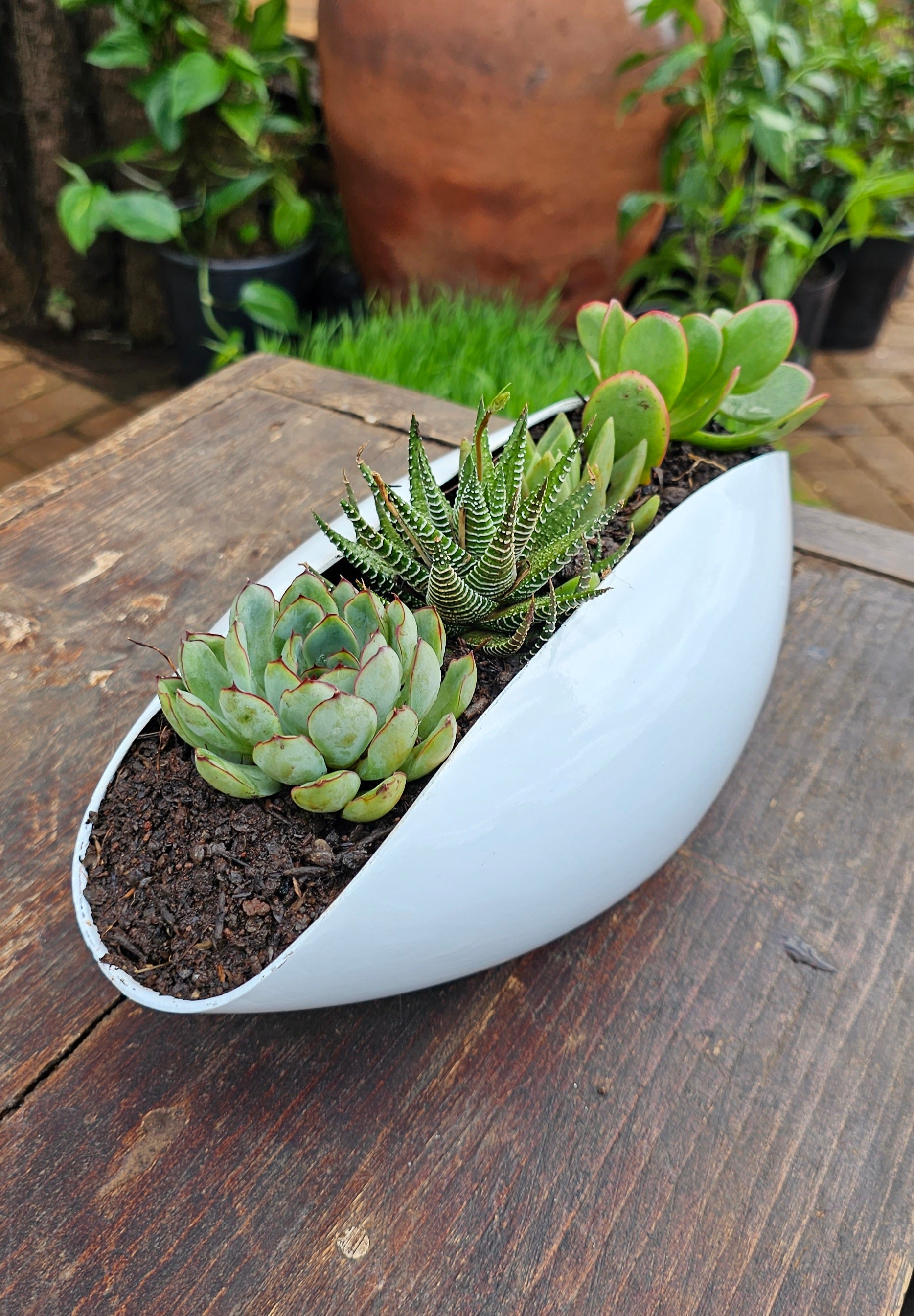 Succulent Garden Shell Fibre Pot – Planty Kenya