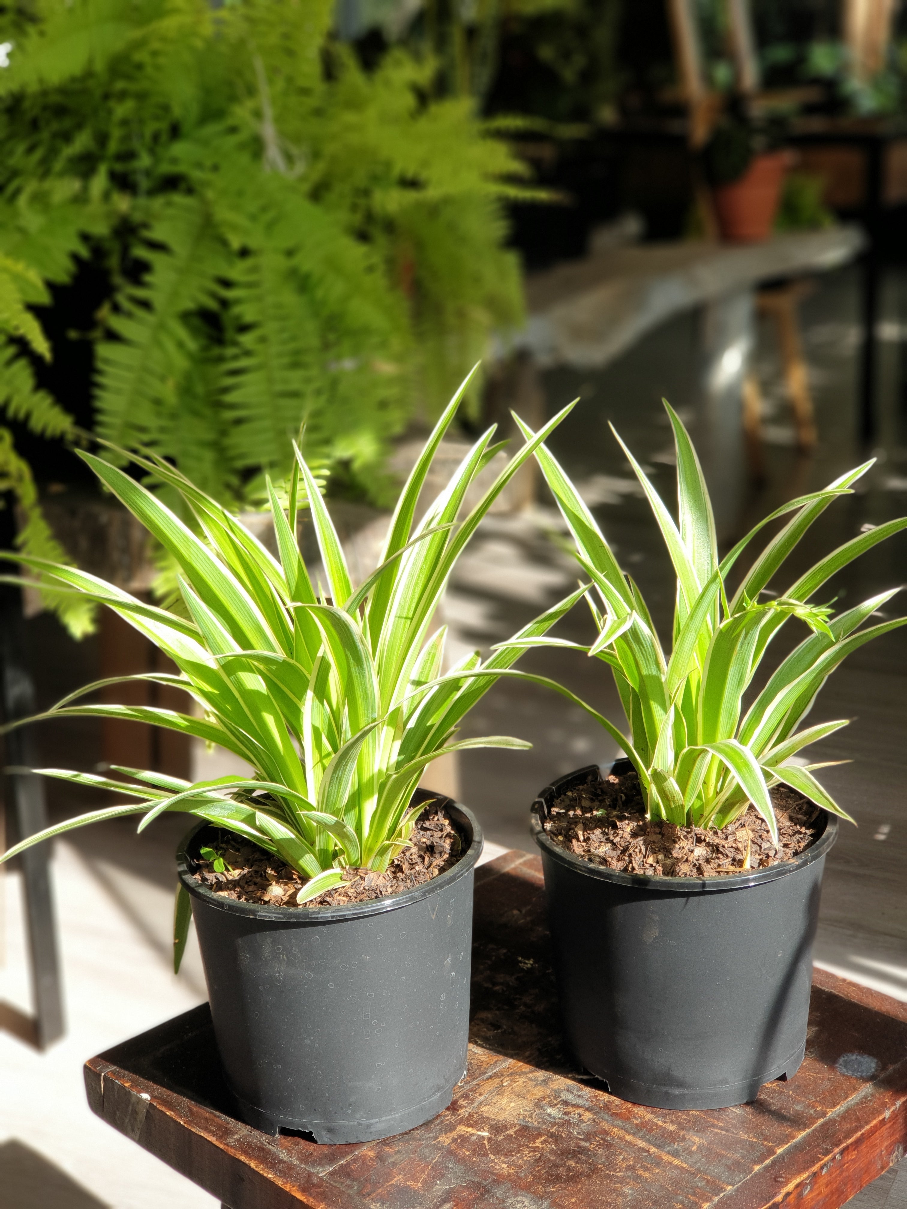 Planty Kenya | Indoor Plants, Pots and more | Shop now!