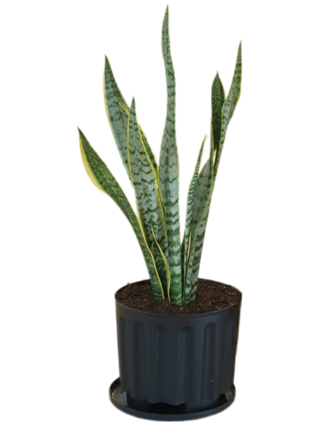 Planty Kenya | Indoor Plants, Pots and more | Shop now!