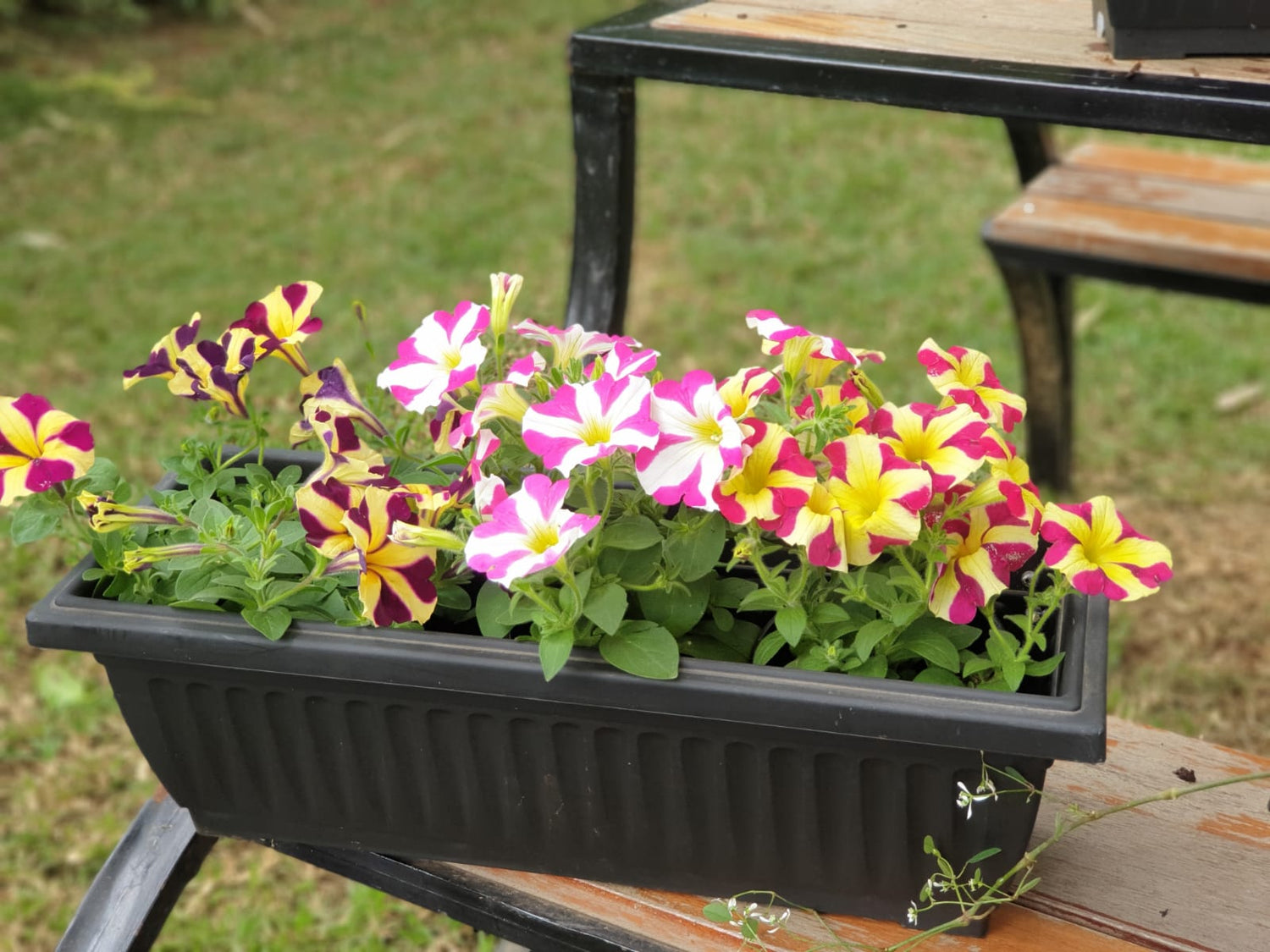 Flowering Plants – Planty Kenya