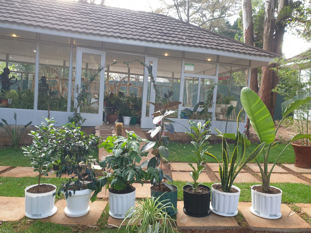 Planty Kenya | Indoor Plants, Pots and more | Shop now!