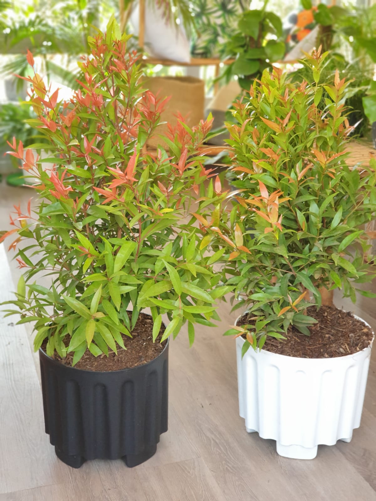 Planty Kenya | Indoor Plants, Pots and more | Shop now!