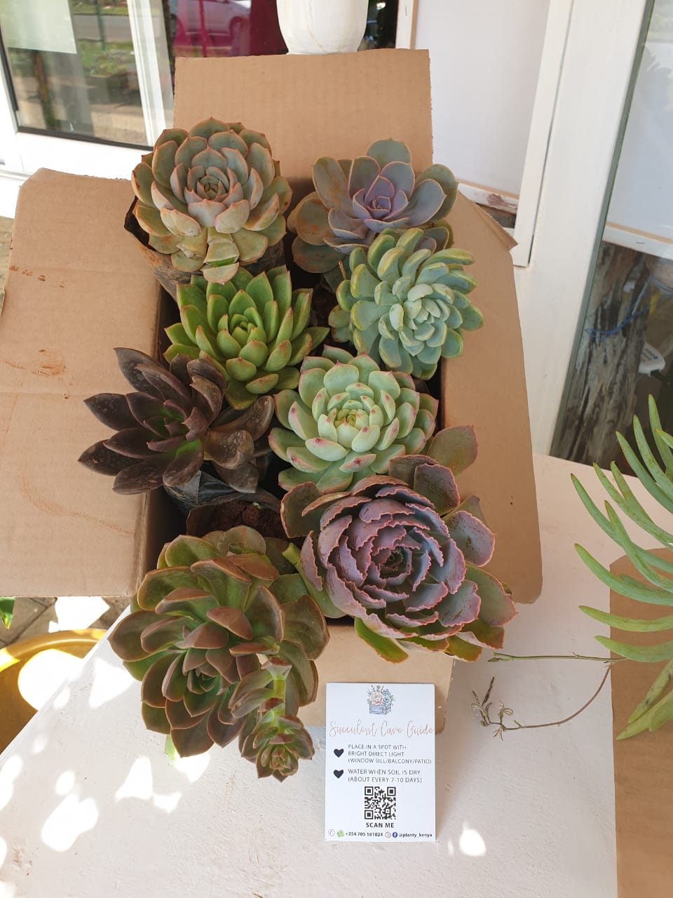Succulents – Page 3 – Planty Kenya