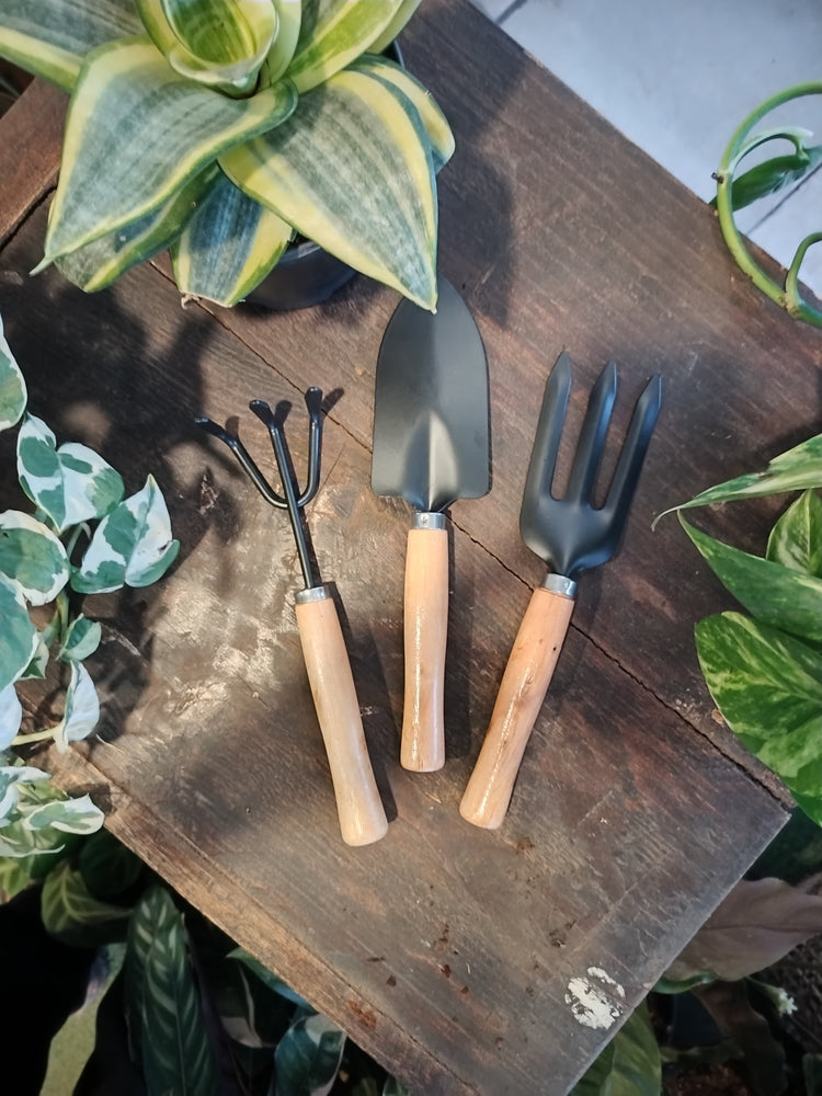 Planty Kenya | Indoor Plants, Pots and more | Shop now!