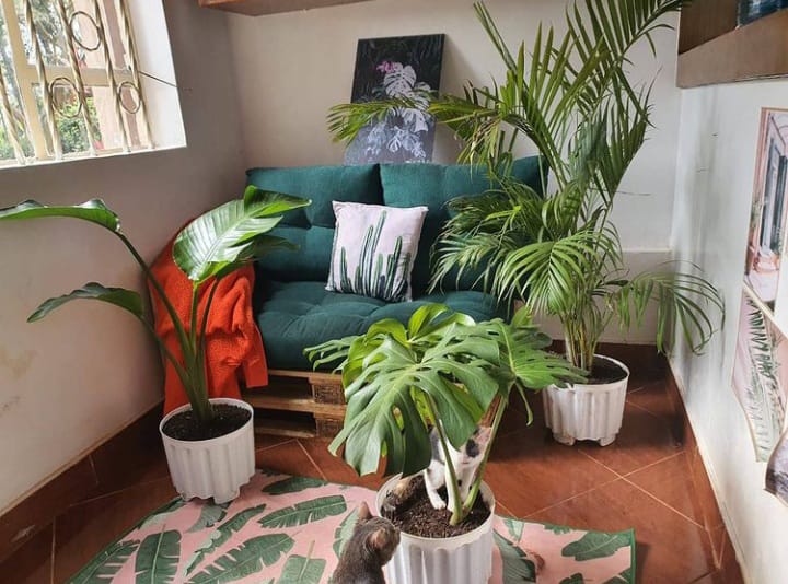 Planty Kenya | Indoor Plants, Pots and more | Shop now!