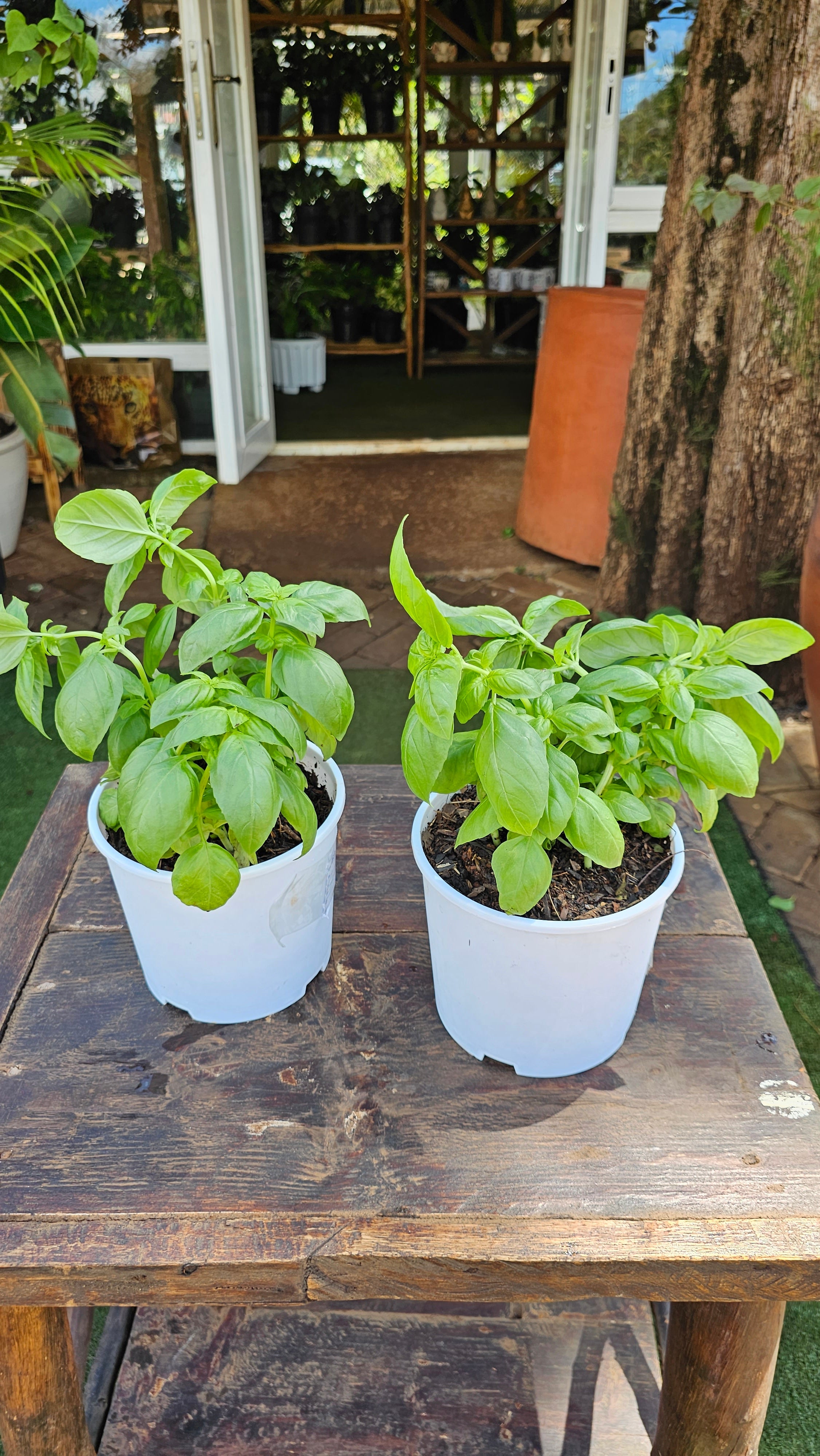 Planty Kenya | Indoor Plants, Pots and more | Shop now!