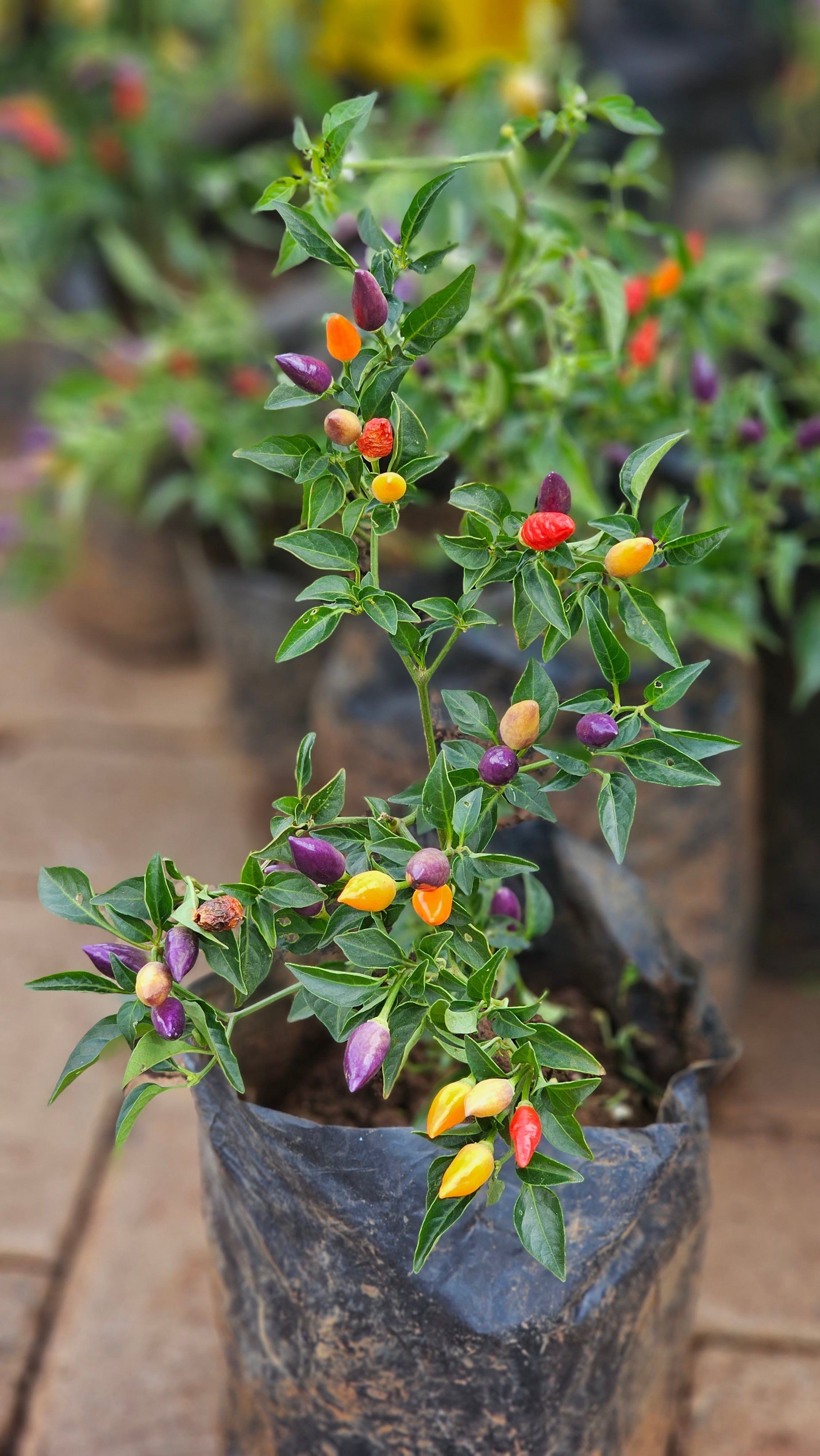 Bolivian Rainbow Chilli Peppers – Planty Kenya
