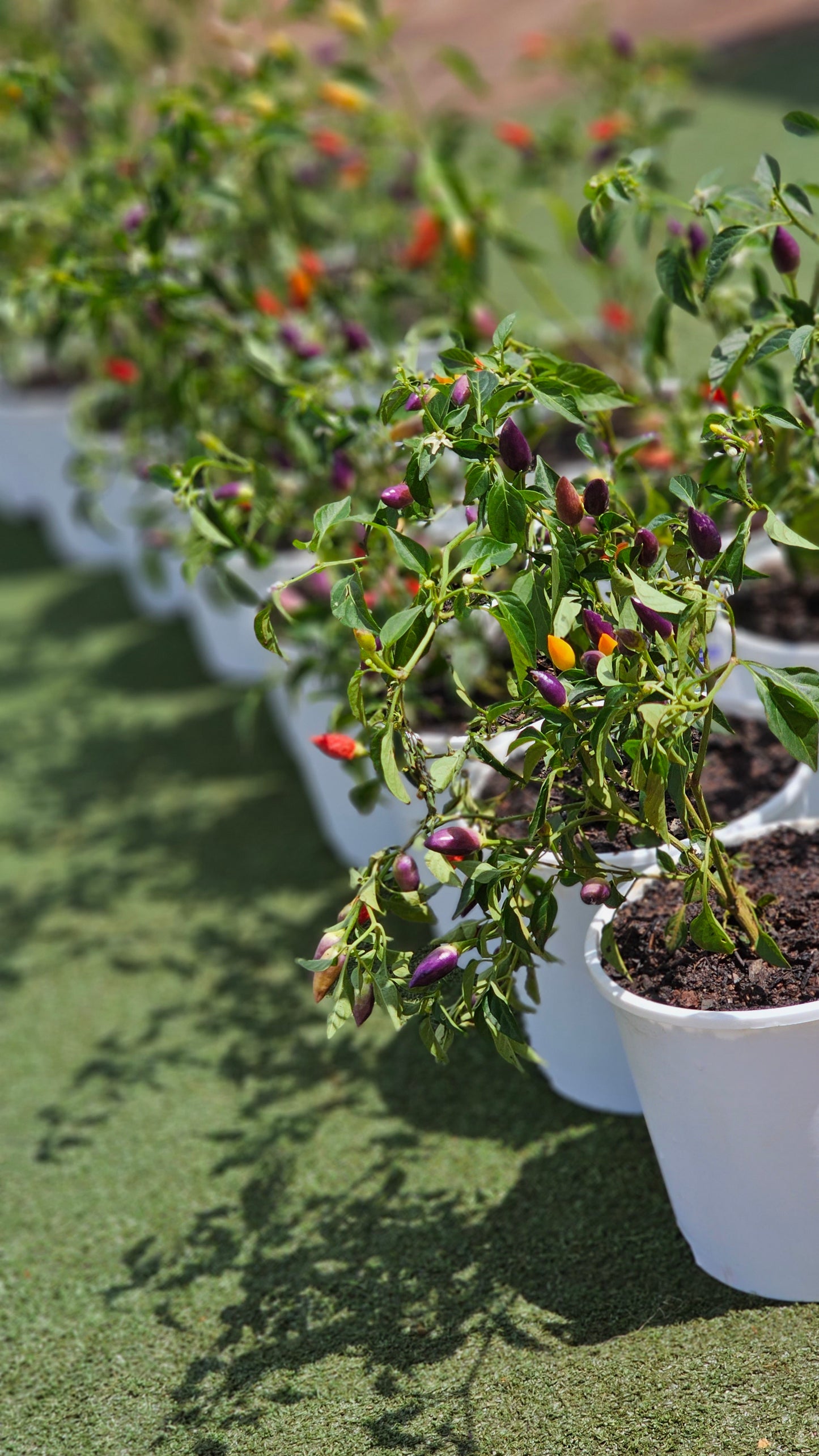 Bolivian Rainbow Chilli Peppers – Planty Kenya