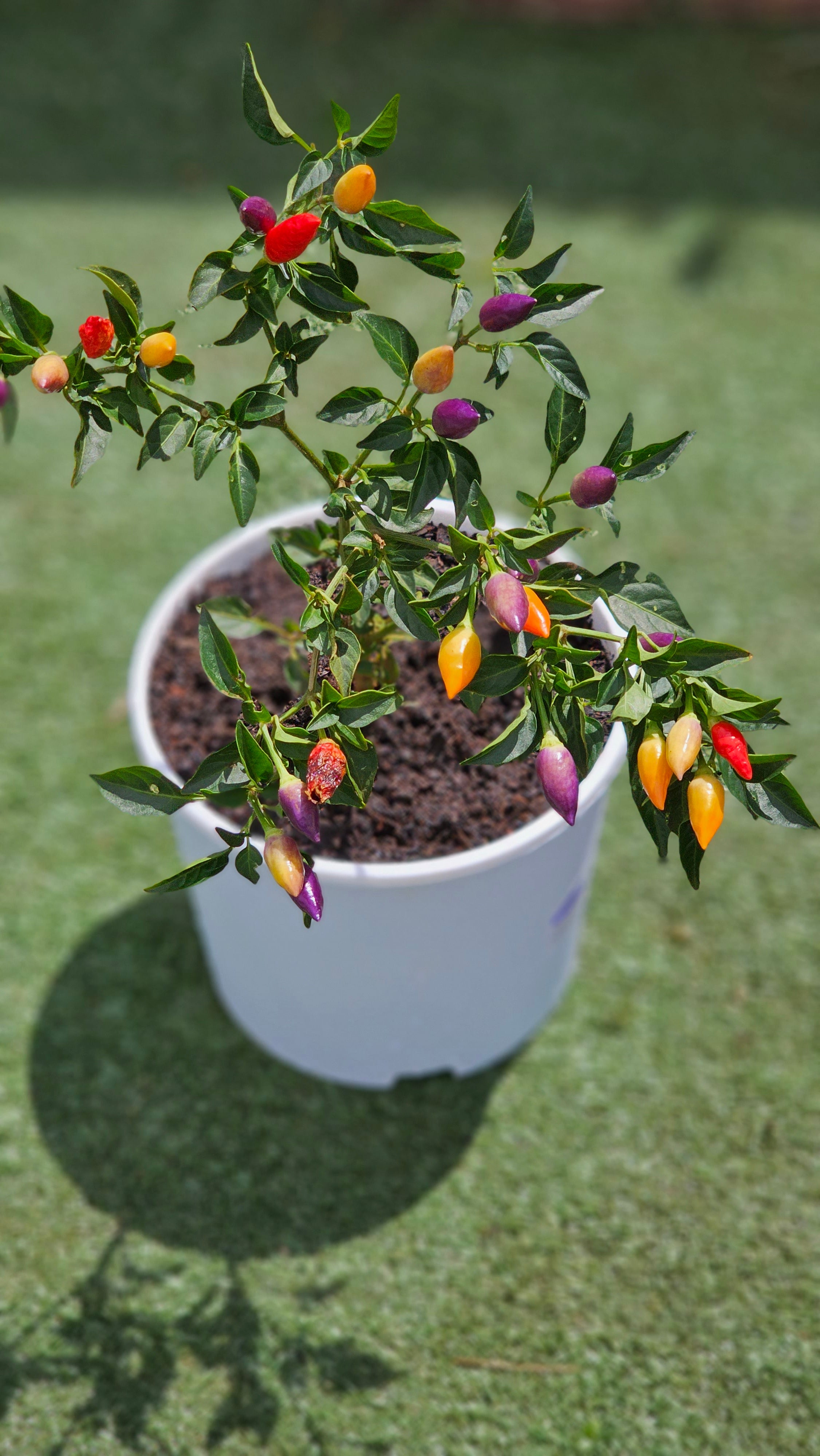 Bolivian Rainbow Chilli Peppers – Planty Kenya