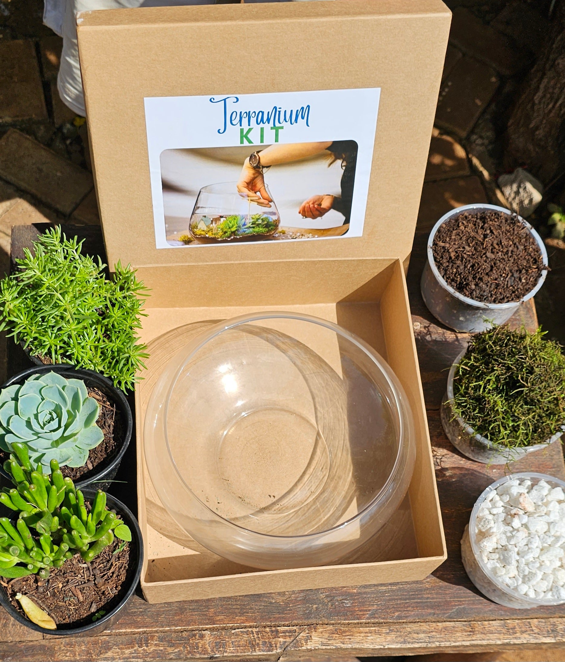 Terrarium Succulent Kit – Planty Kenya