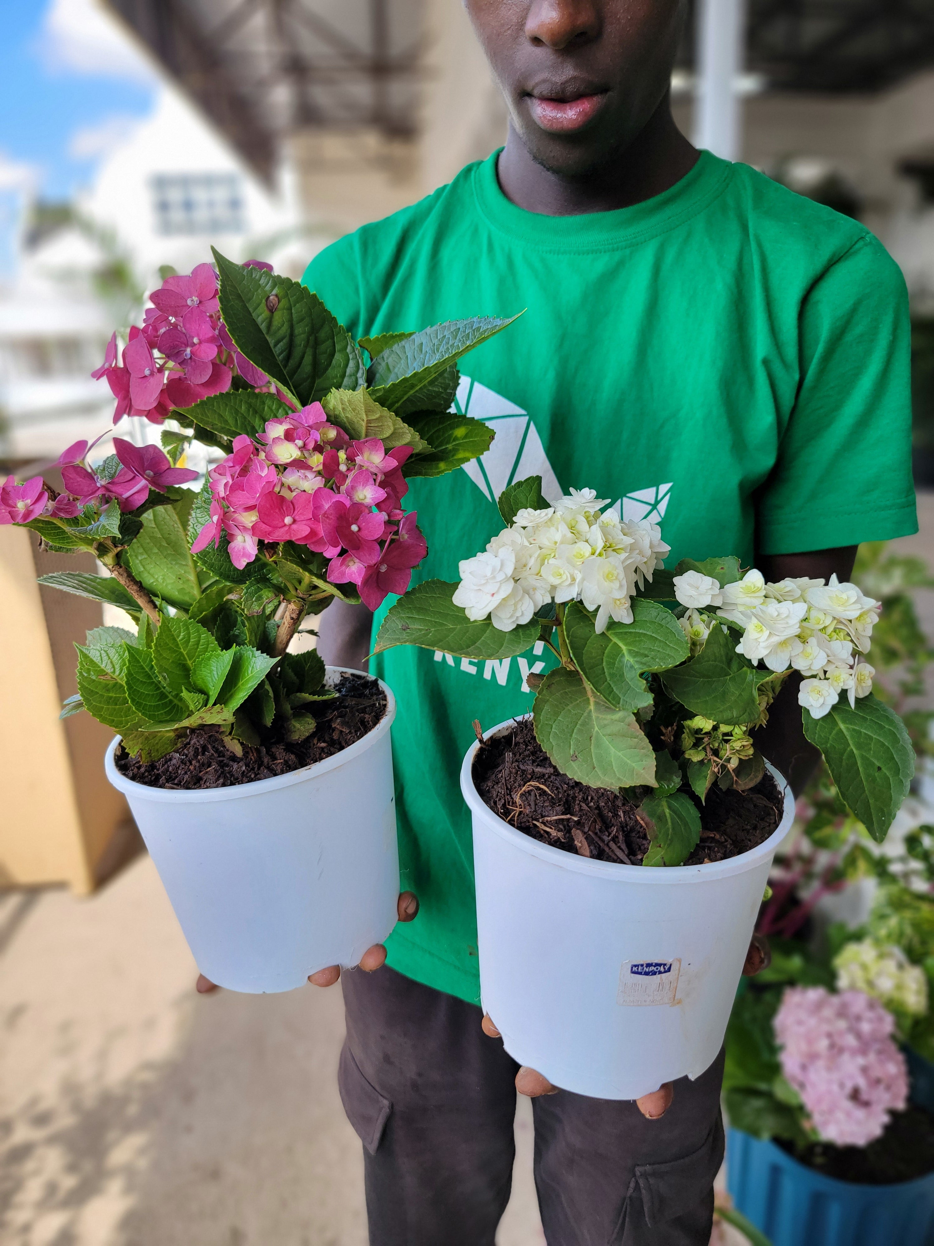Hydrangea – Planty Kenya