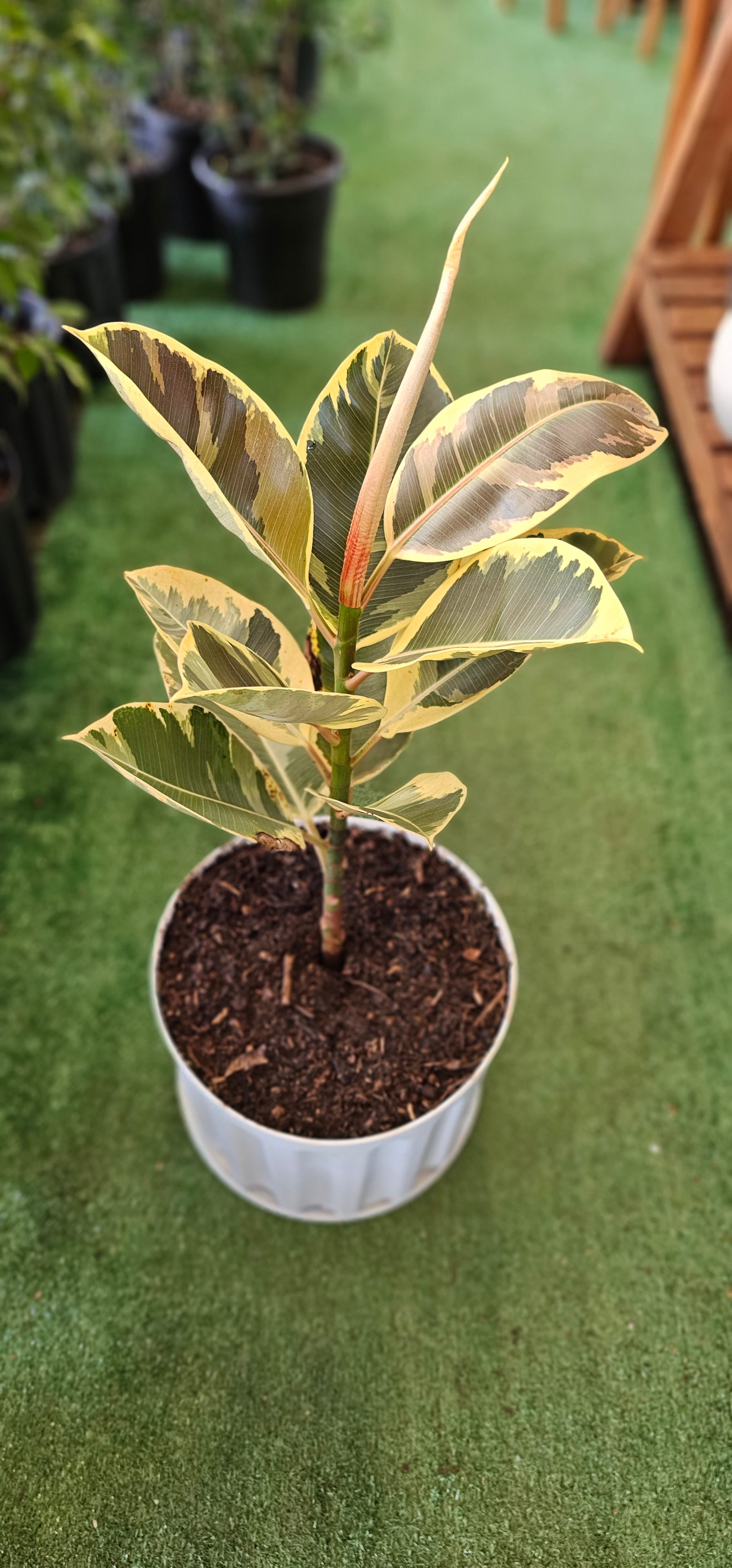 Variegated Rubber Plant (Ficus Tineke) | Order Online Now | Planty Kenya