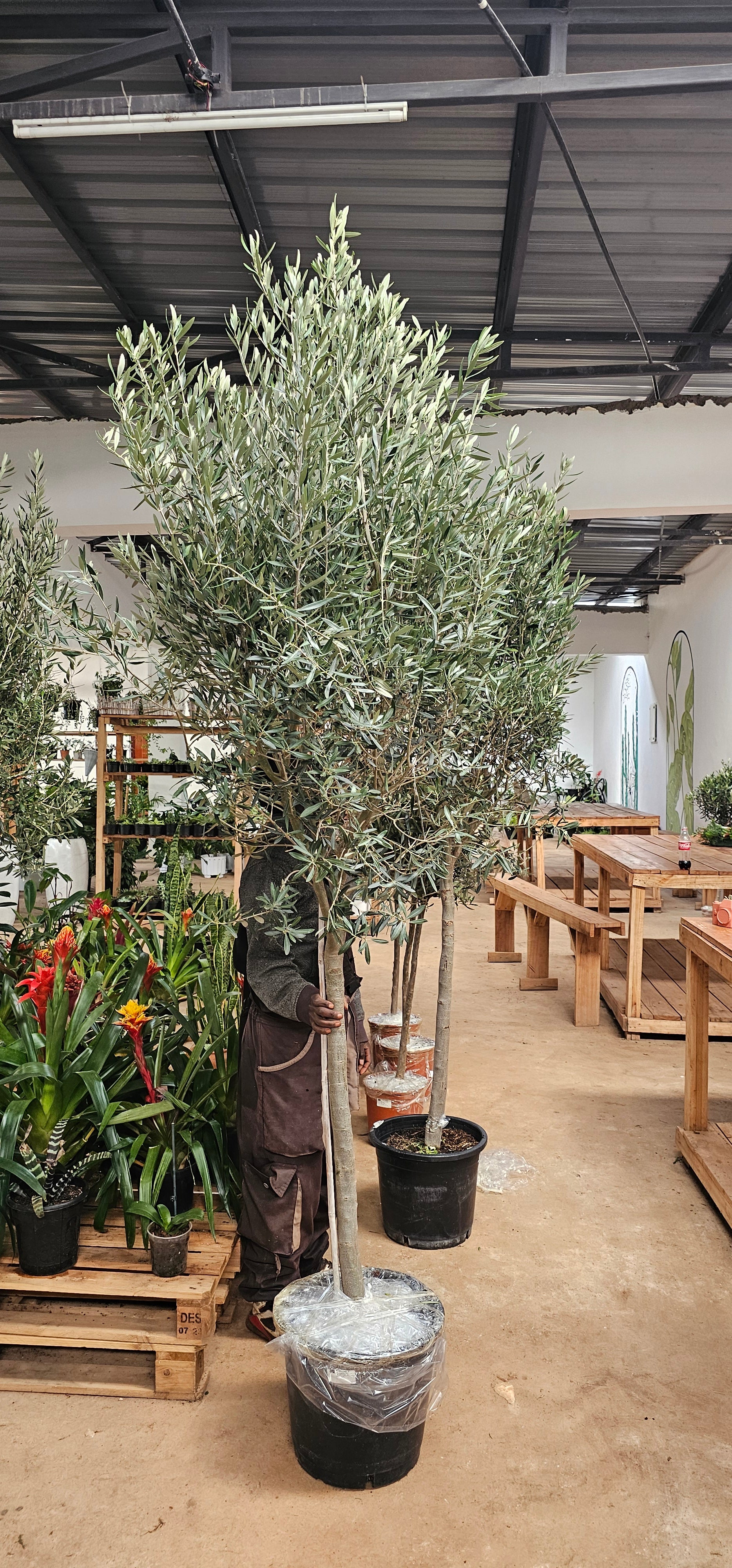 European Olive XXL (Olea Europea) – Planty Kenya