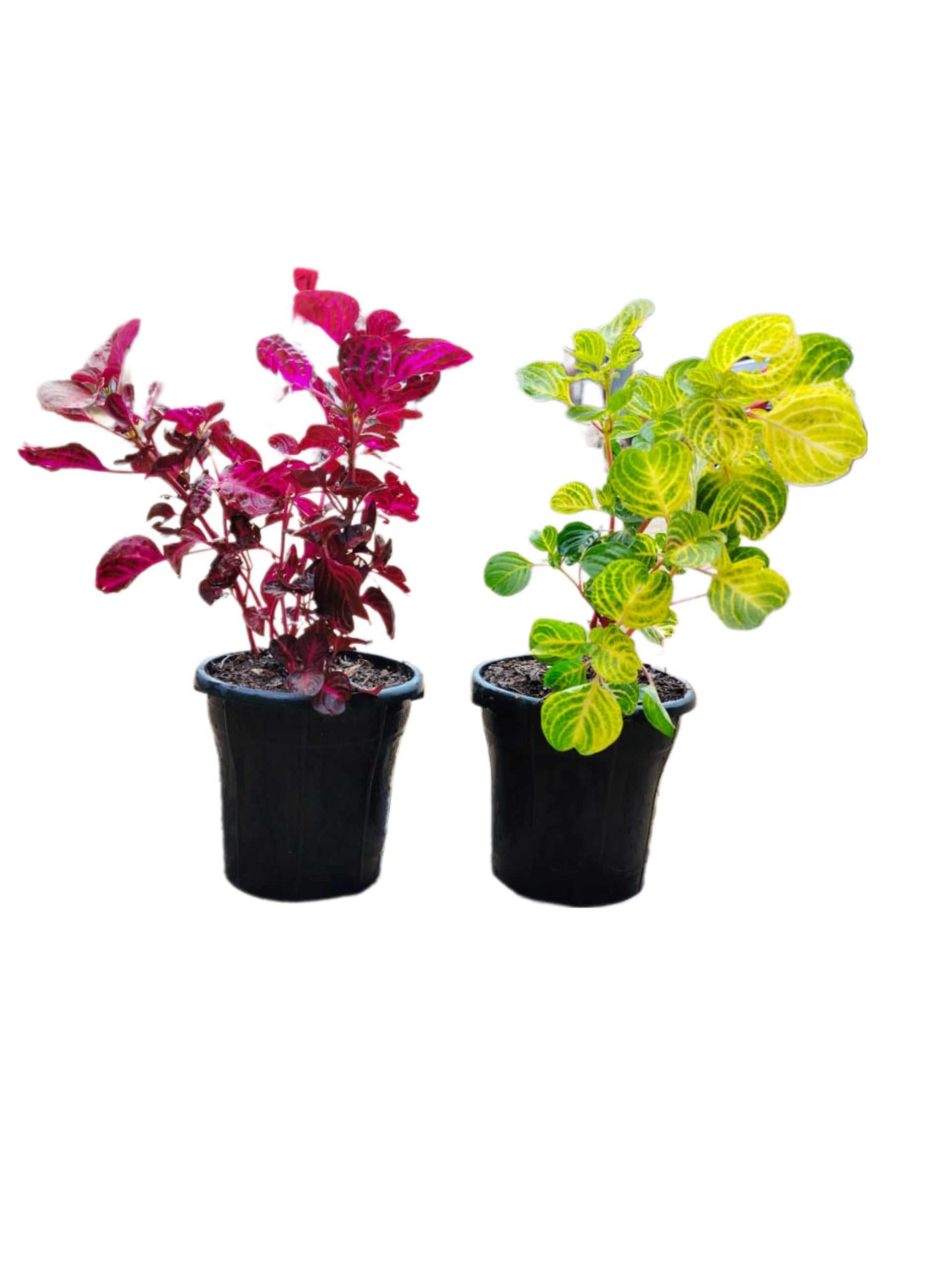 Blood Leaf | Order Now Online | Planty Kenya