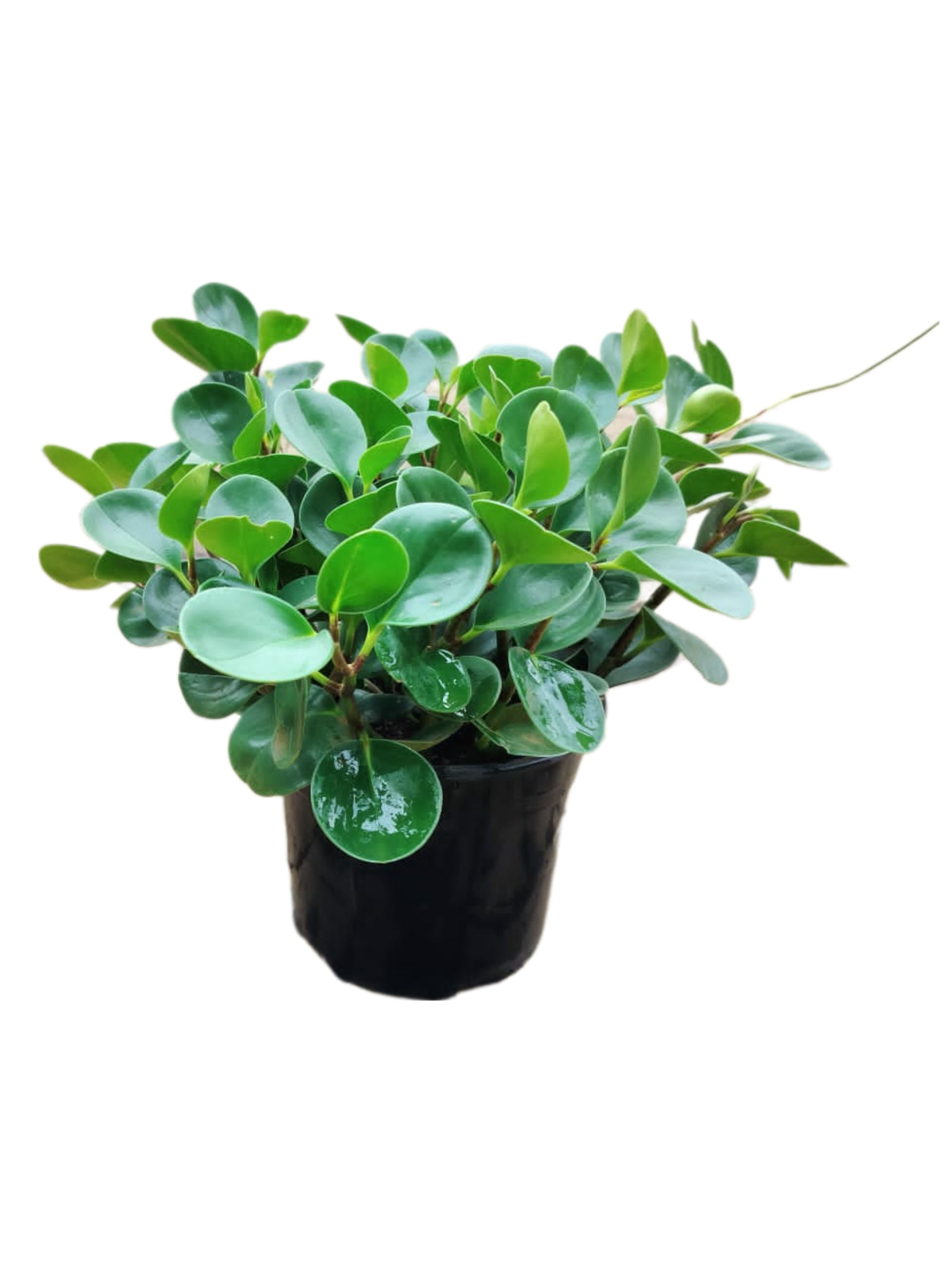 Baby rubber Plant | Order Now Online | Planty Kenya