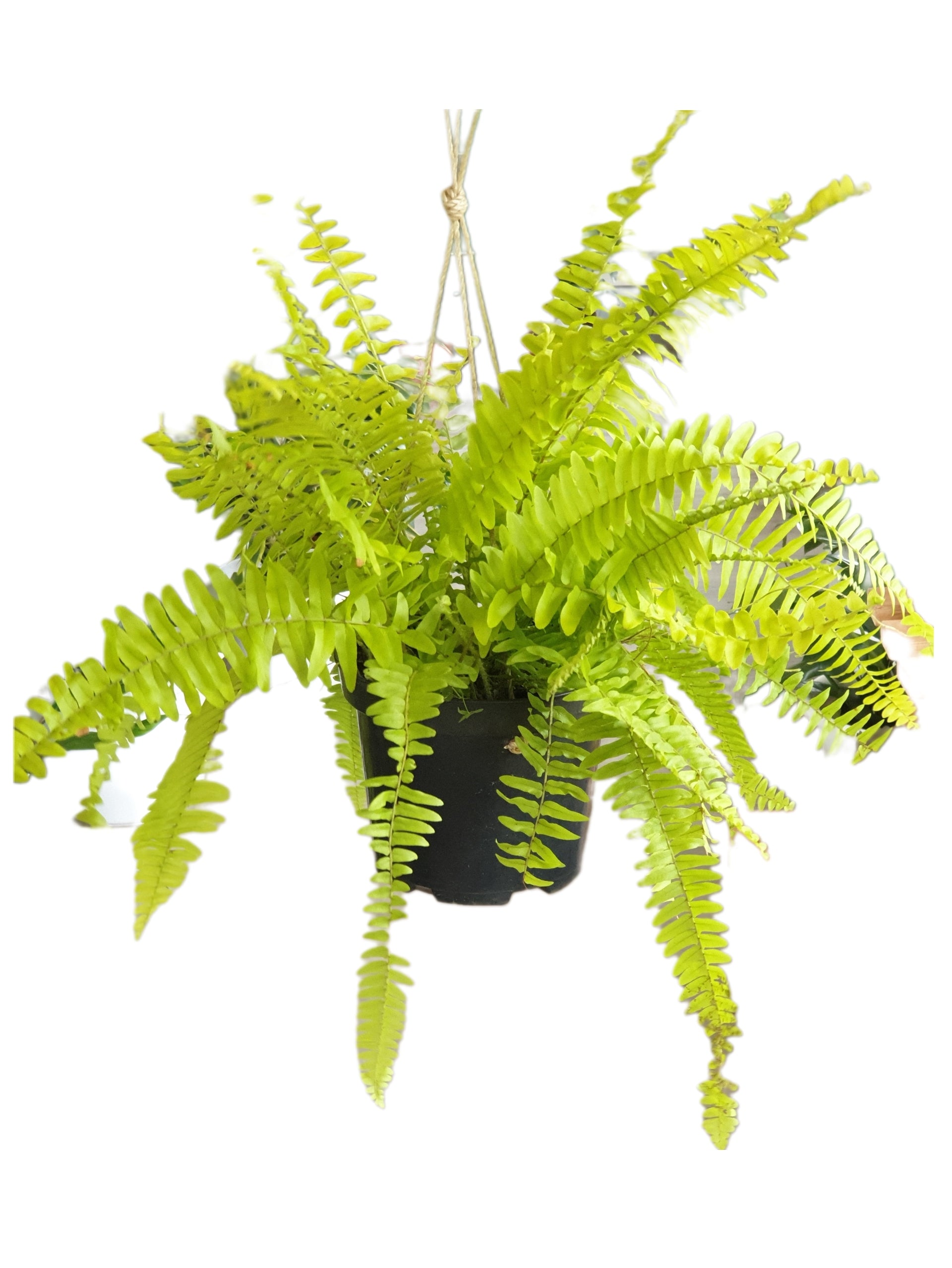 Boston Fern Neon (Nephrolepis exaltata) | Order Now Online | Planty Kenya