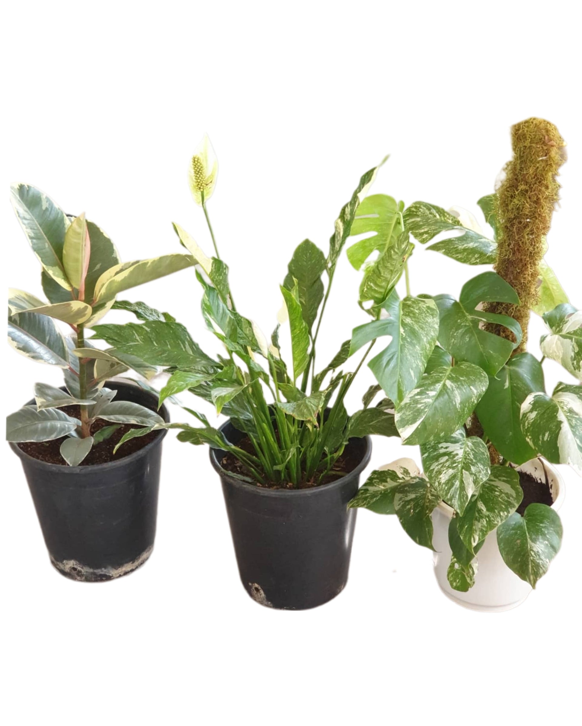 Variegated Collection | Order Online Now | Planty Kenya