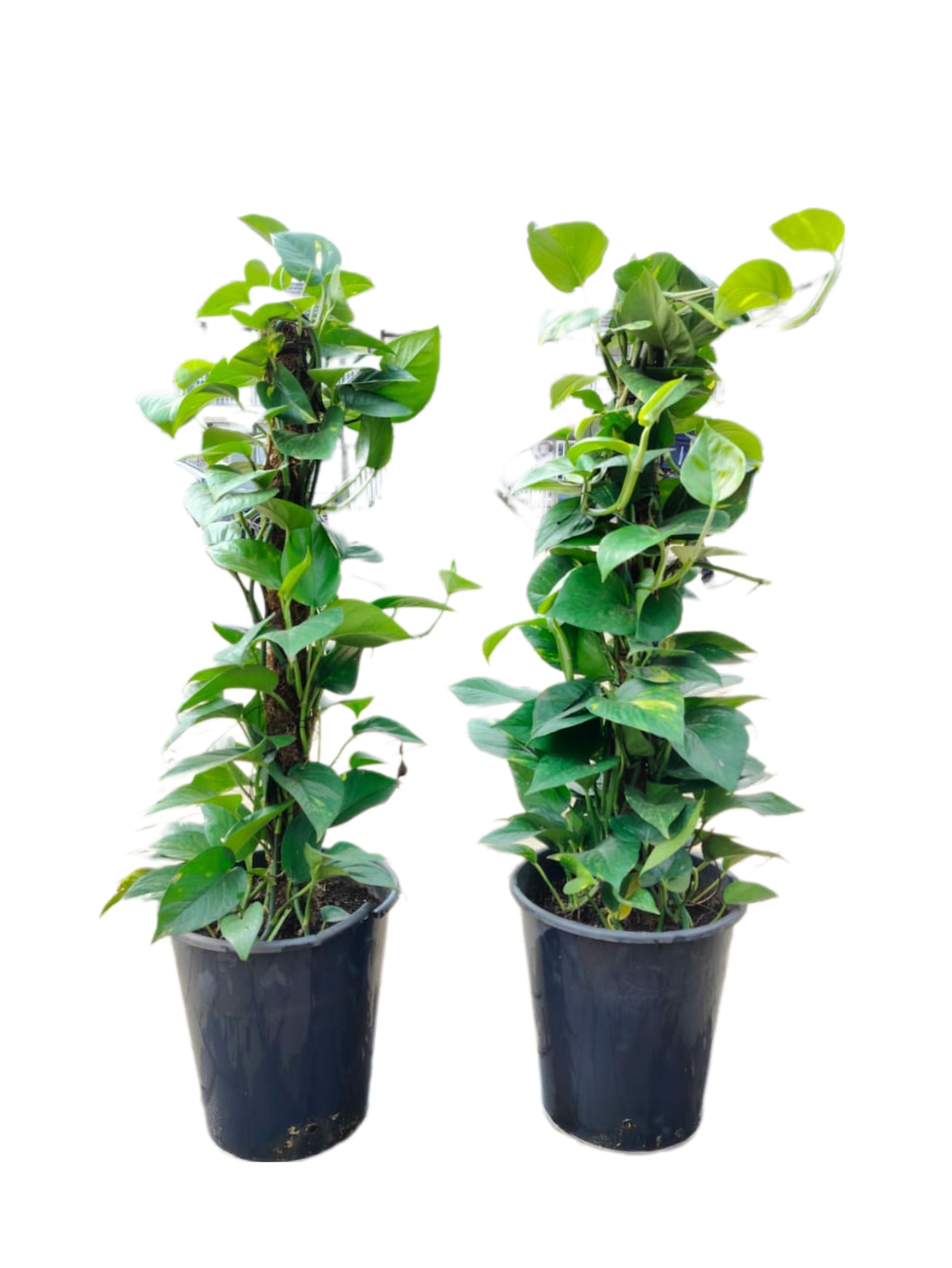 Epipremnum Aureum ("Devil's Ivy / Pothos Plant/Money plant") | Order ...