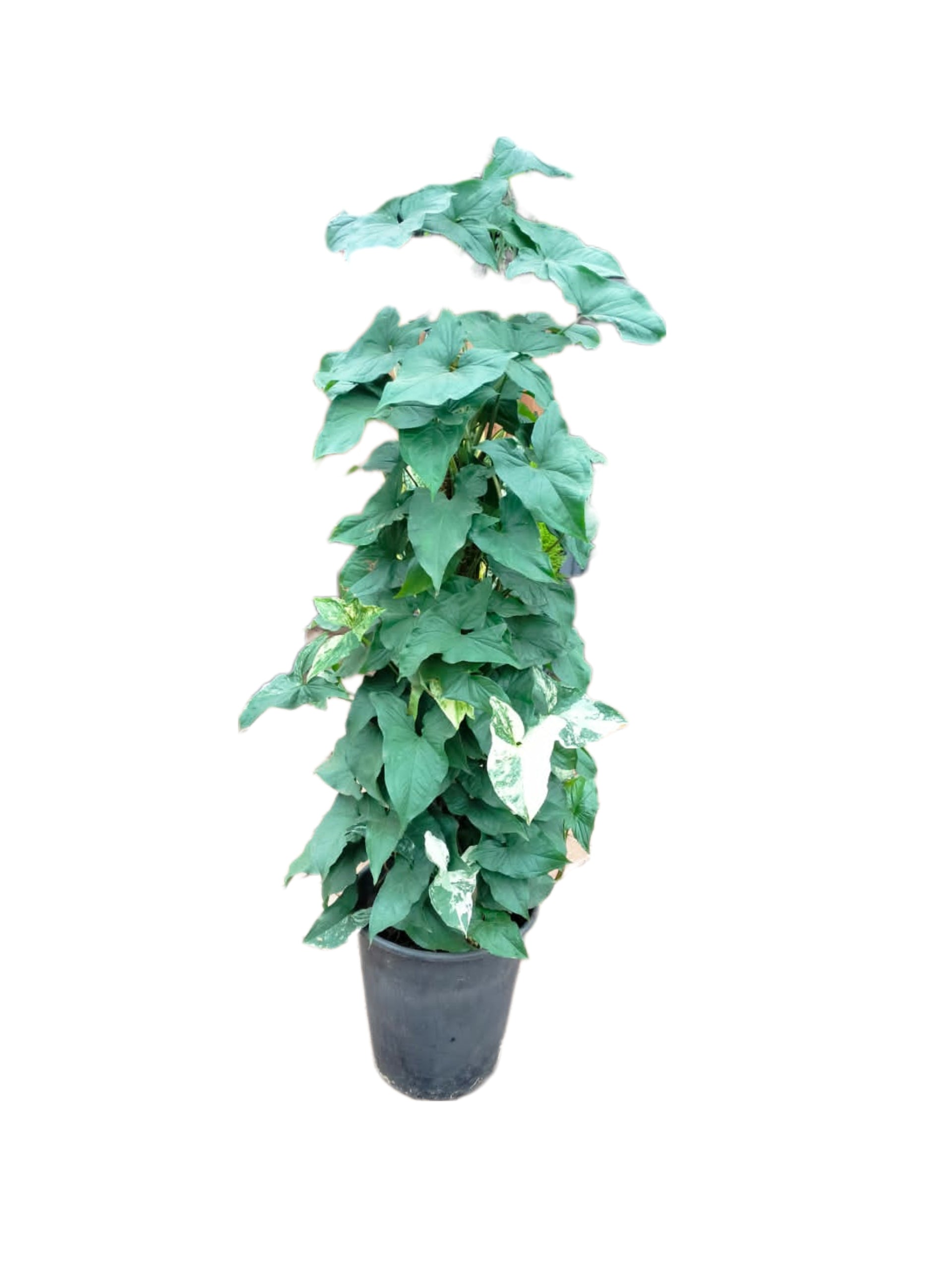 Variegated Sygnomium | Order Online Now | Planty Kenya