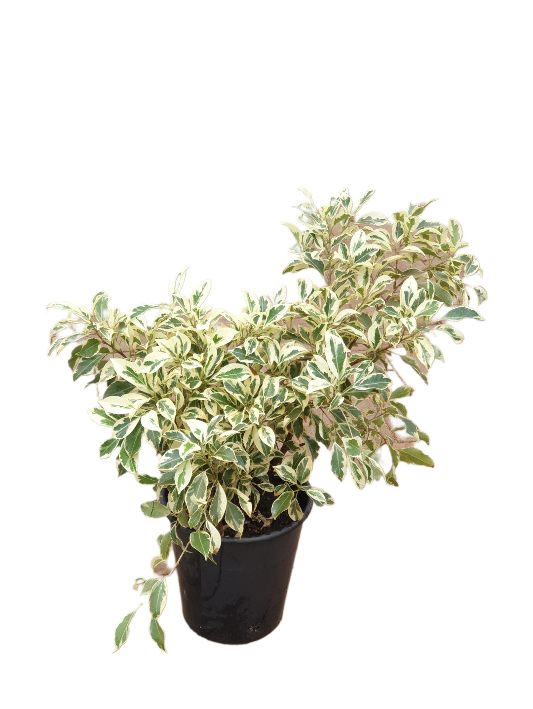 Ficus Benjamina- Creamy white variegation – Planty Kenya
