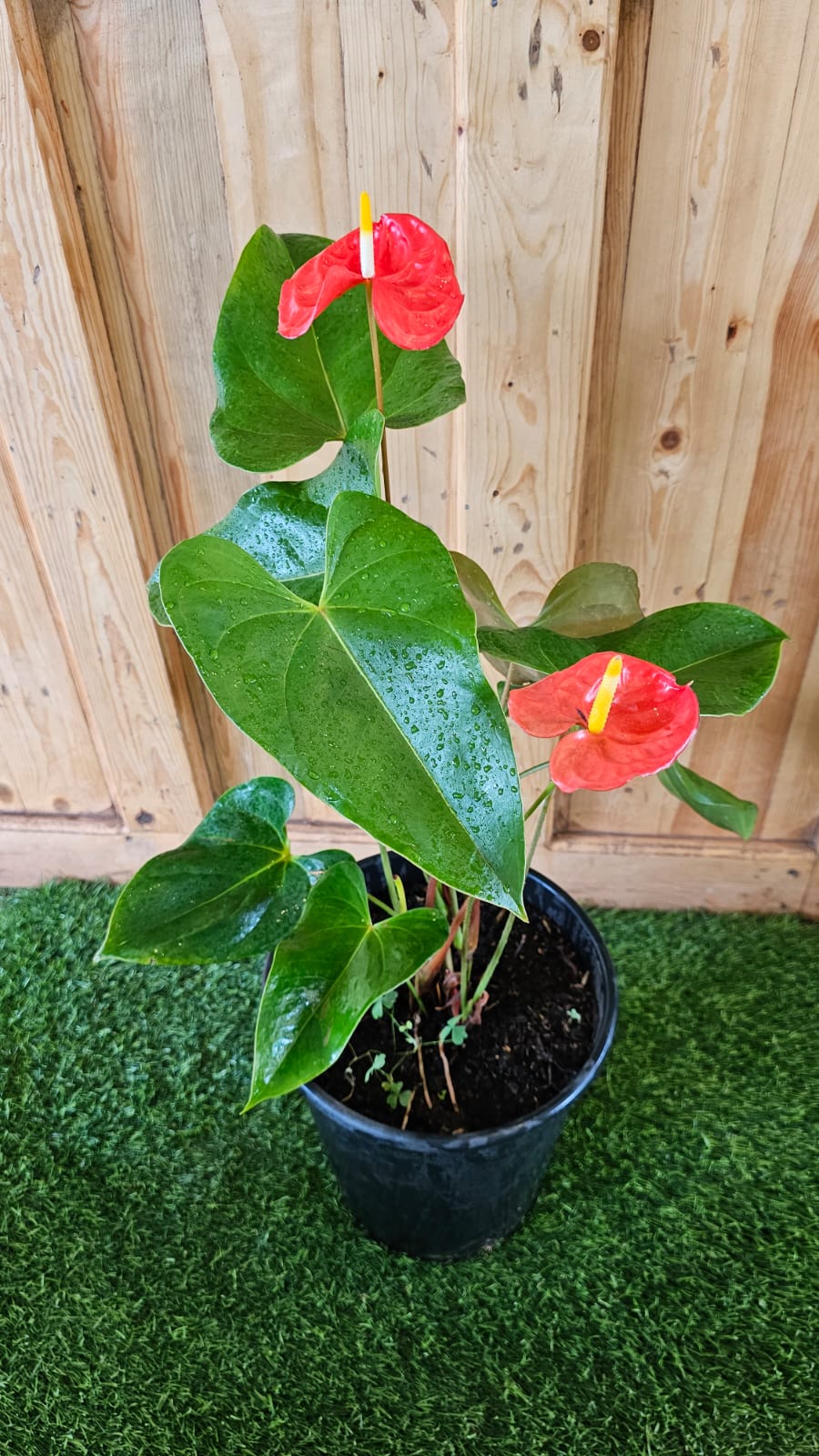 Flowering Plants – Planty Kenya