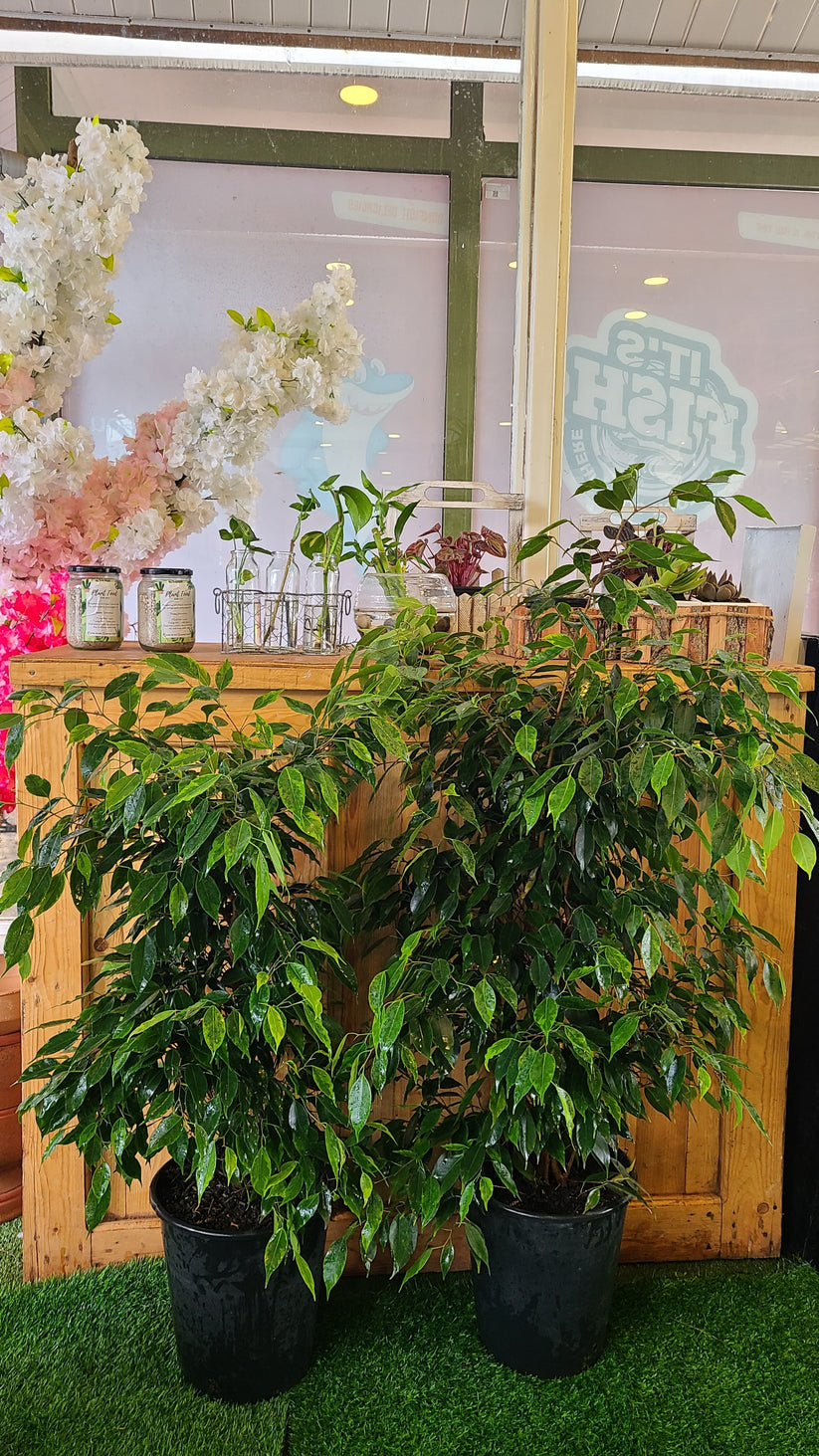 Ficus Benjamina (Variegated Green) – Planty Kenya