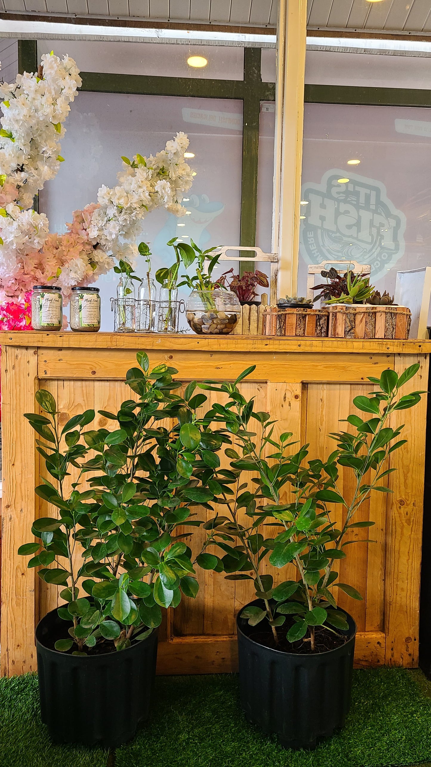 Ficus Microcarpa | Order Online Now | Planty Kenya
