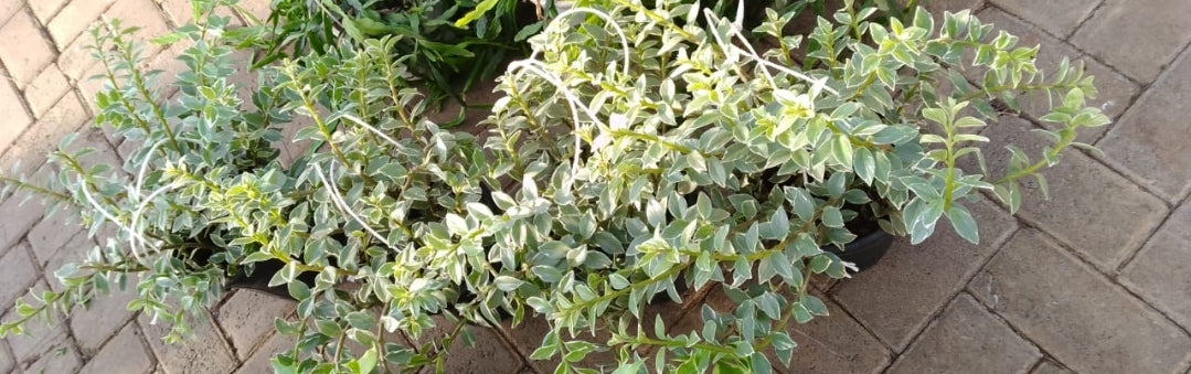 Variegated Hanging – Planty Kenya