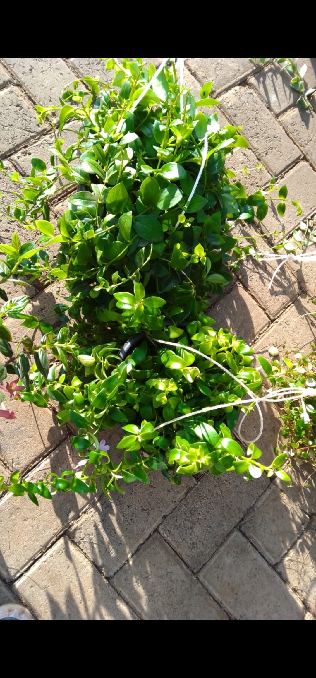 Curly Hanging Plant – Planty Kenya
