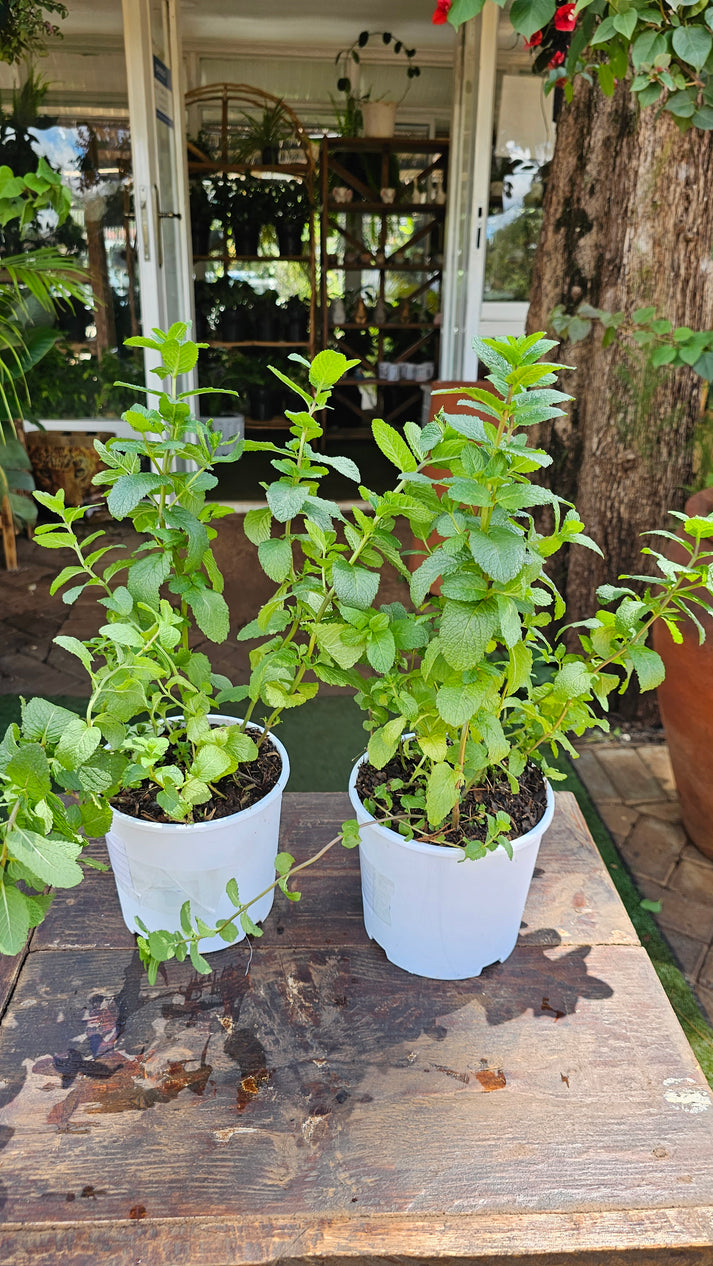 Mint | Order Now Online | Planty Kenya