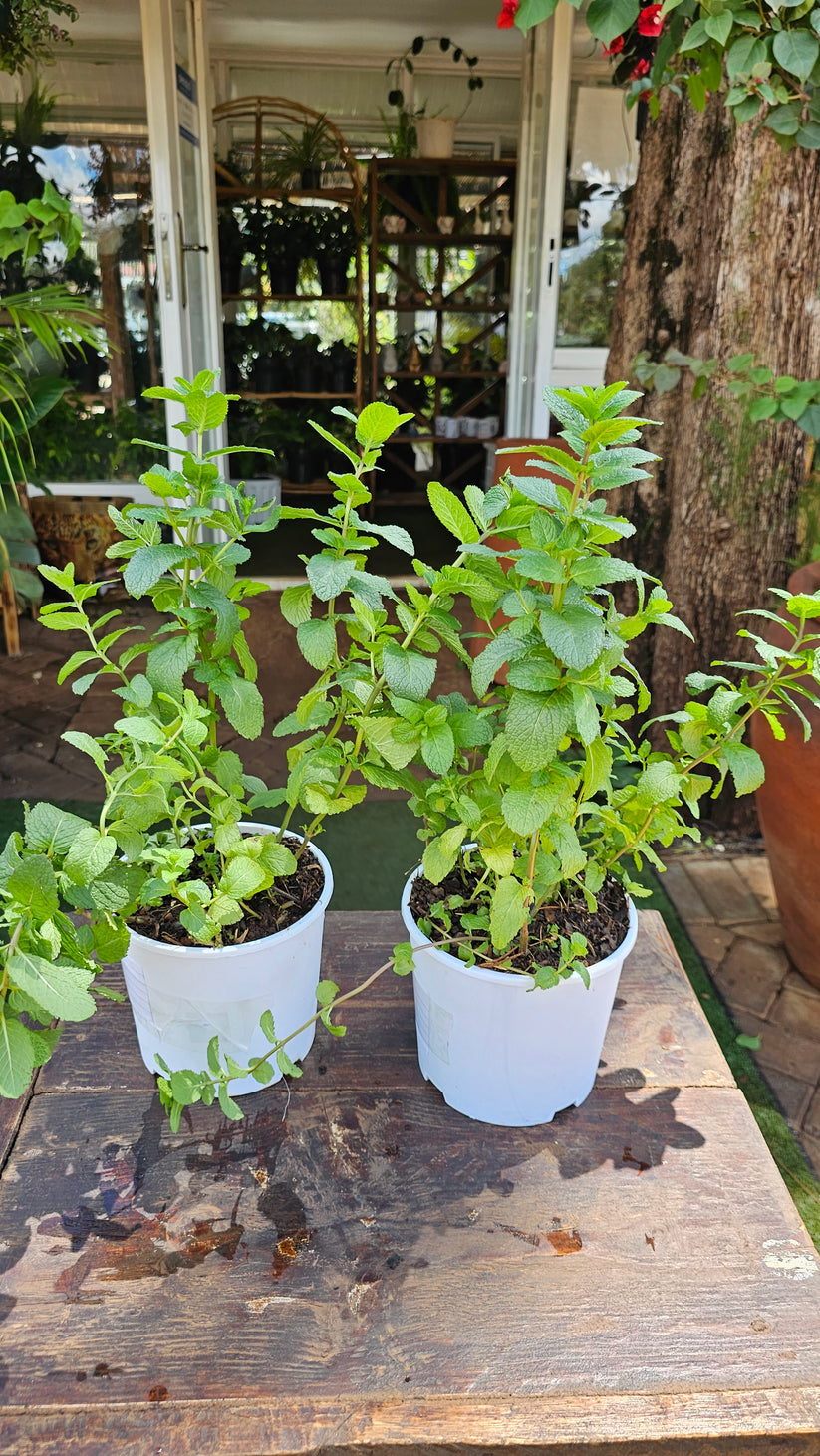 Mint | Order Now Online | Planty Kenya