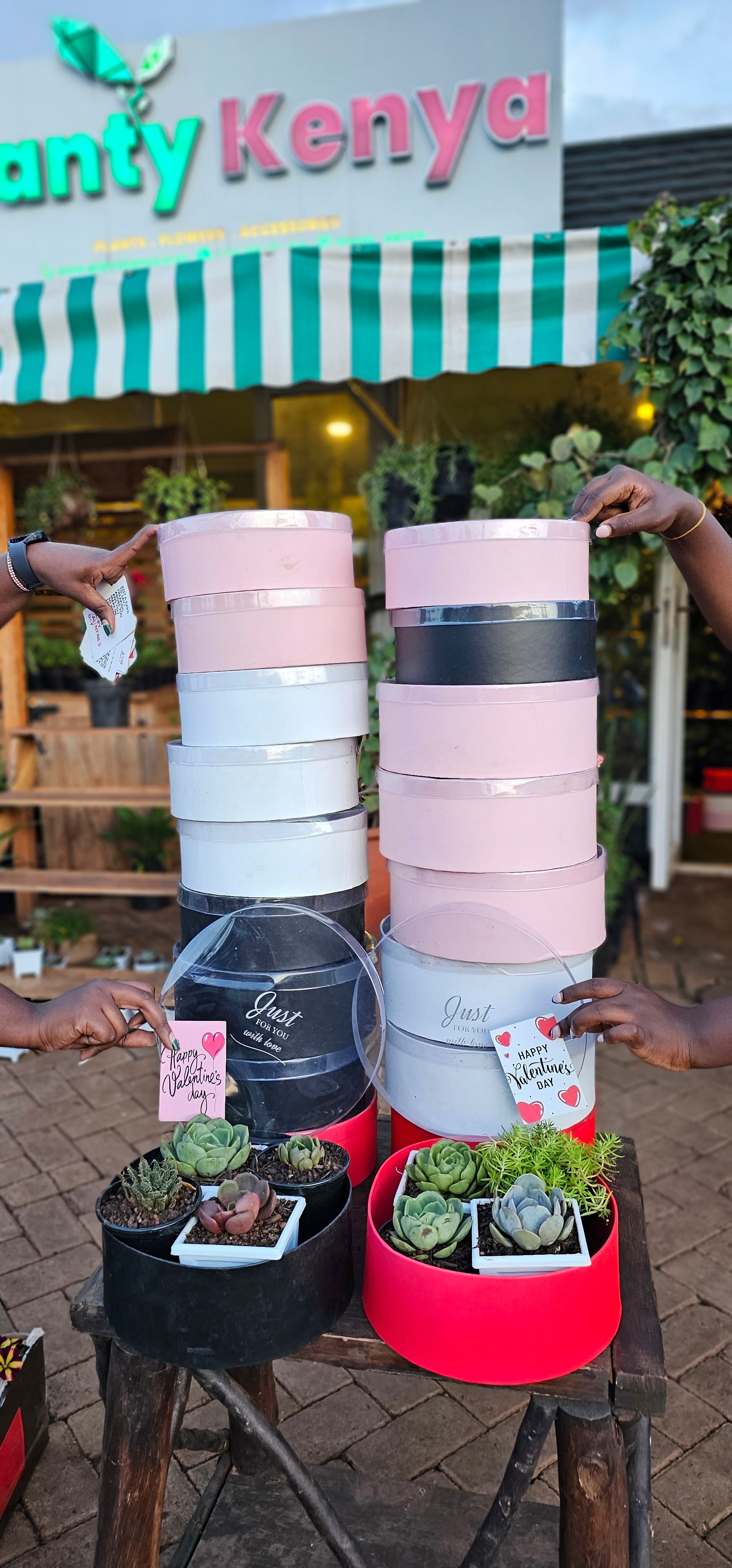Valentines Succulent Boxes – Planty Kenya