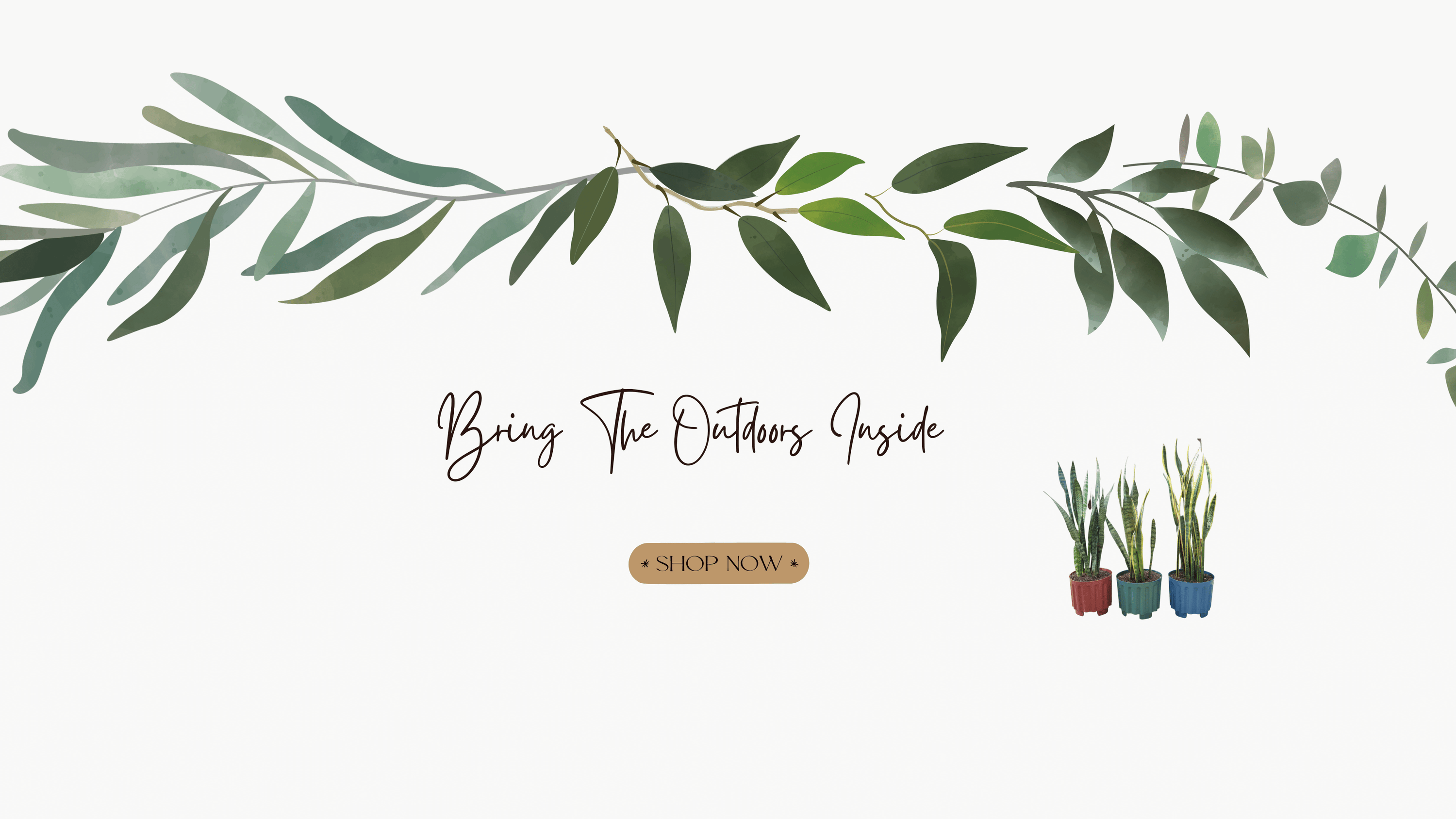 Planty Kenya | Indoor Plants, Pots and more | Shop now!