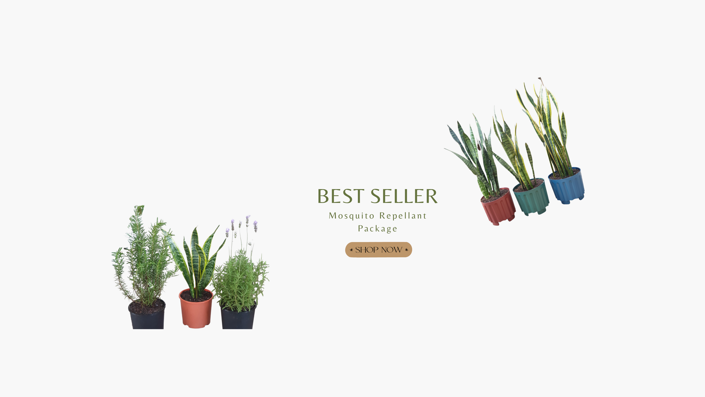 Planty Kenya | Indoor Plants, Pots and more | Shop now!