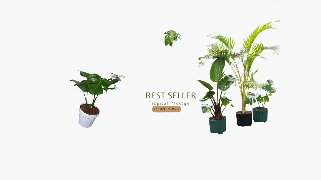 Planty Kenya | Indoor Plants, Pots and more | Shop now!