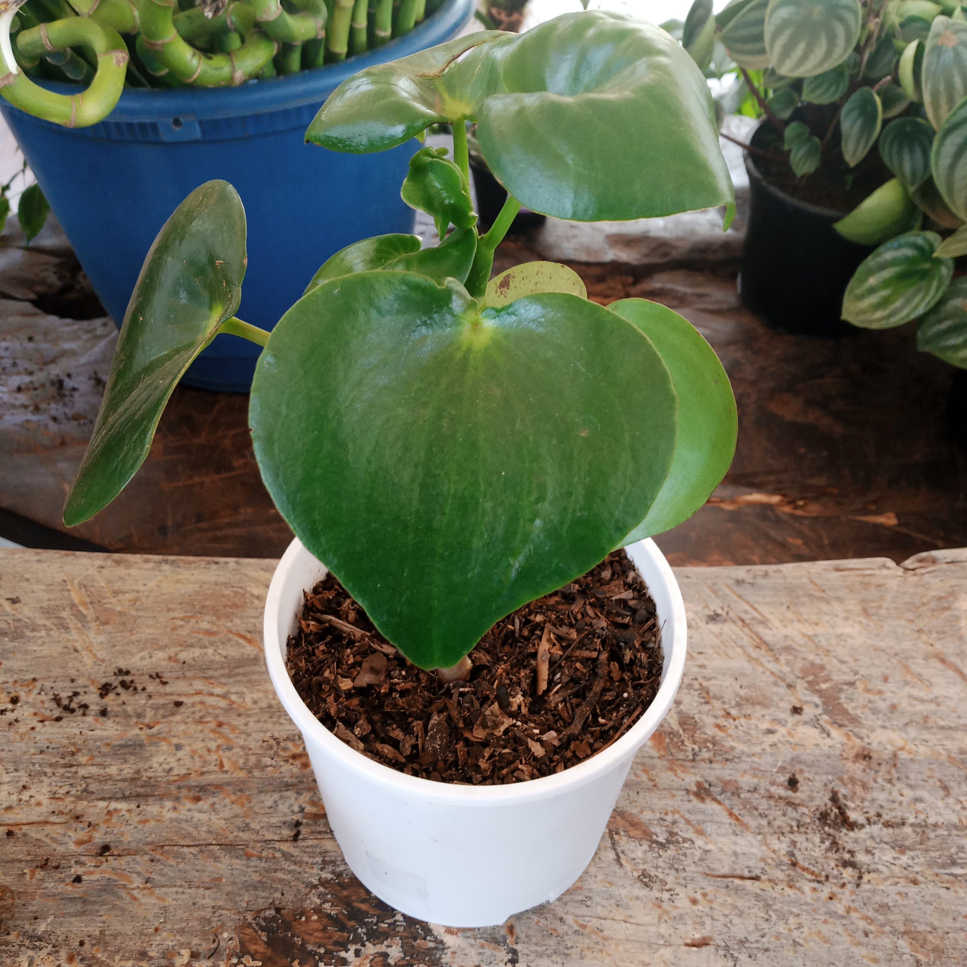 round leaf peperomia | Order Online Now | Planty Kenya – Planty Flower ...