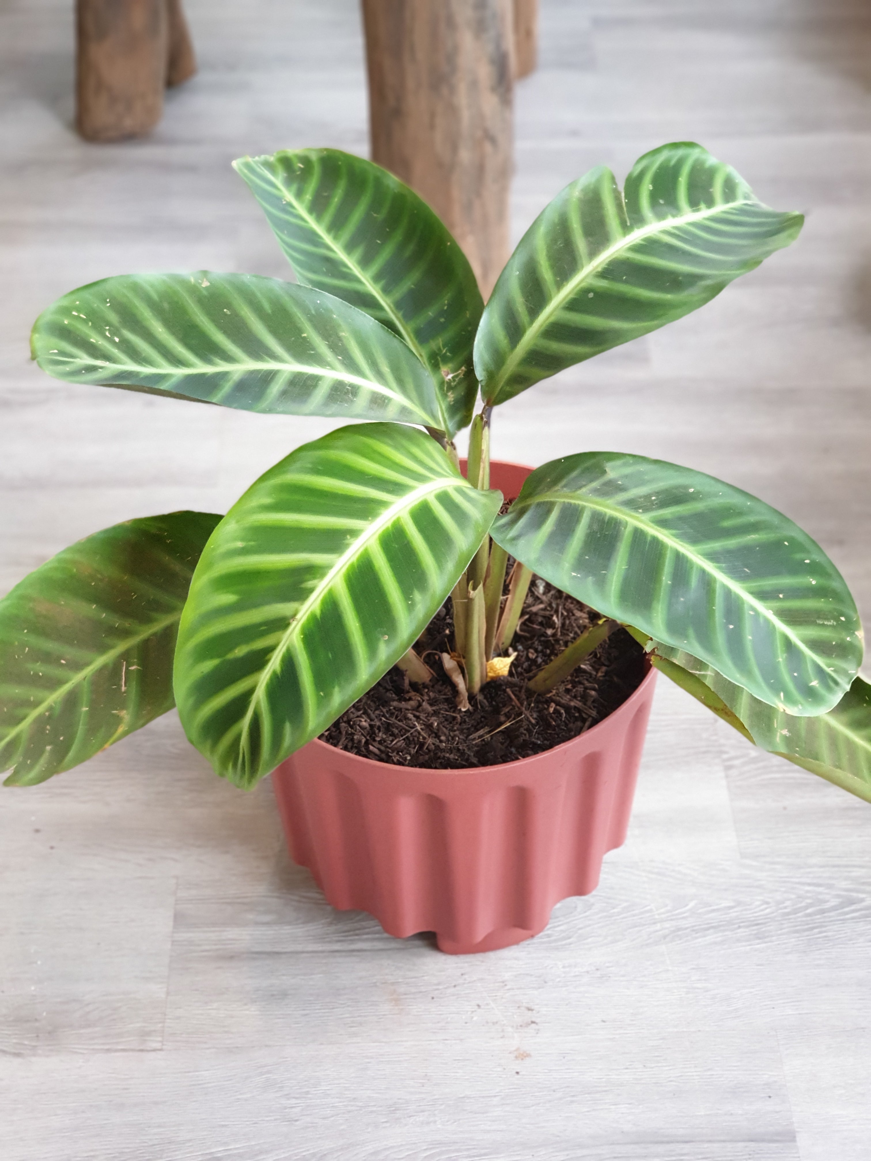 Calathea Zebrina (Zebra Plant) | Order Online Now | Planty Kenya