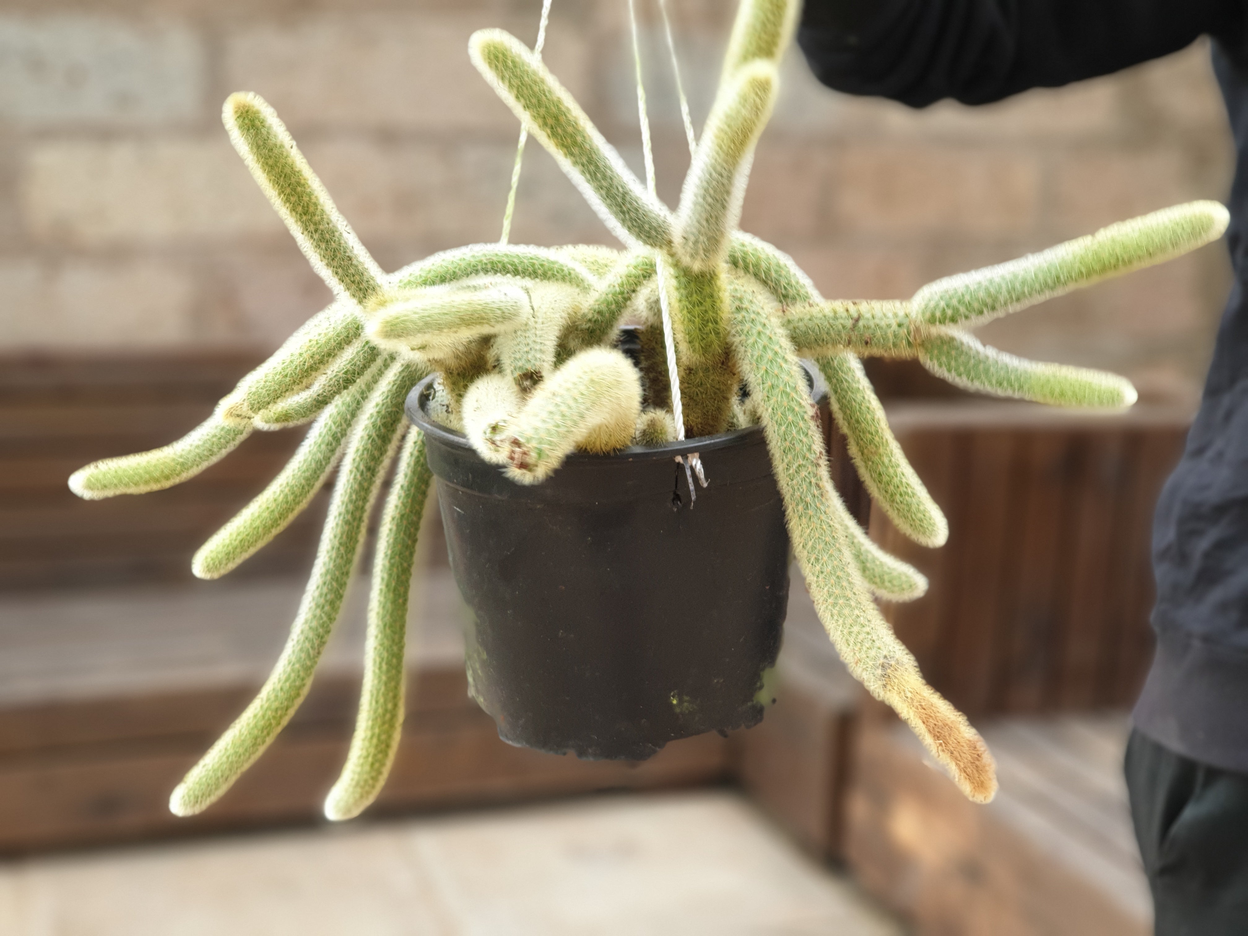 Cleistocactus winteri (Golden Rat Tail) | Order Online Now | Planty Kenya