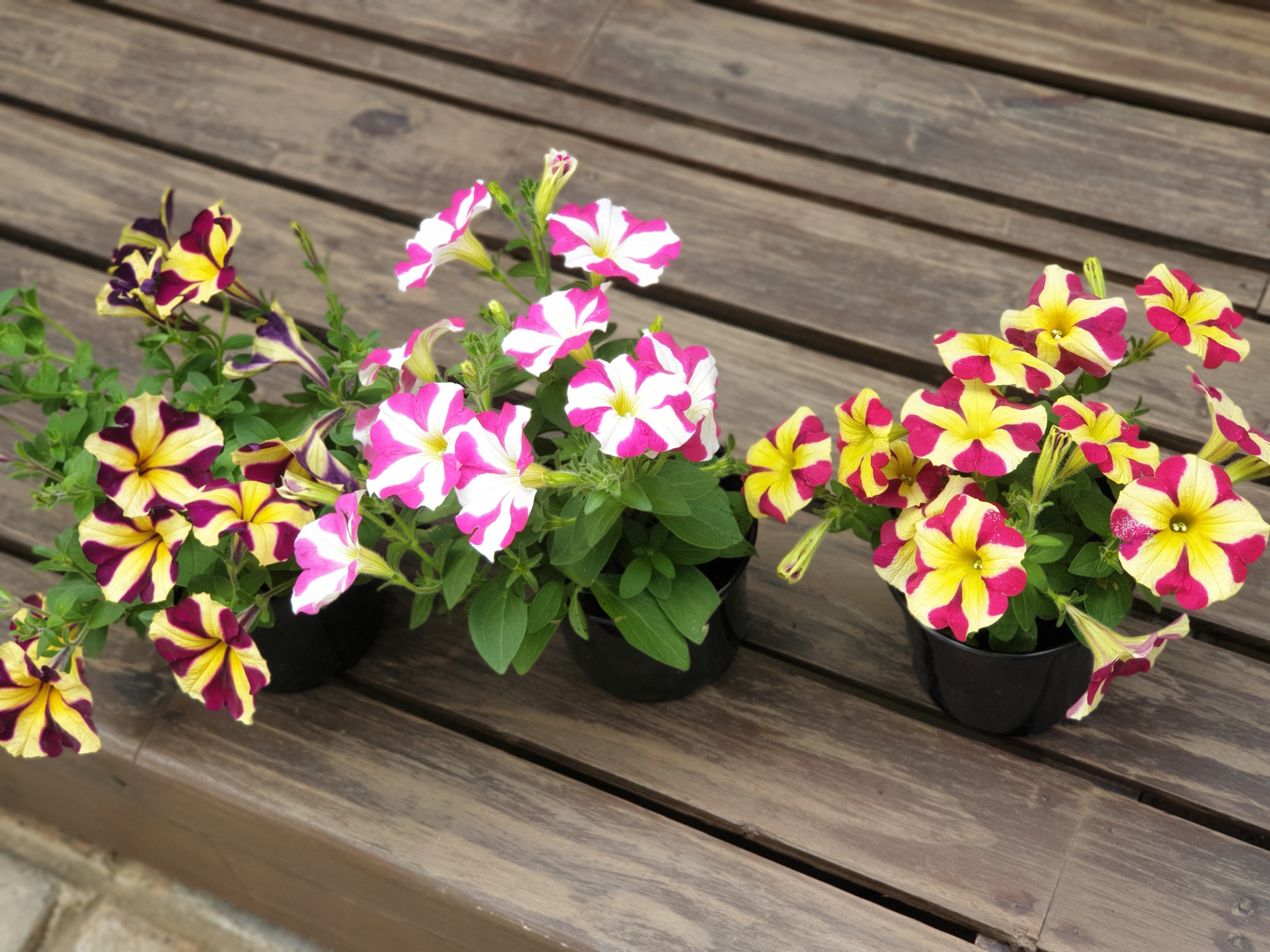 Flowering Plants – Planty Kenya
