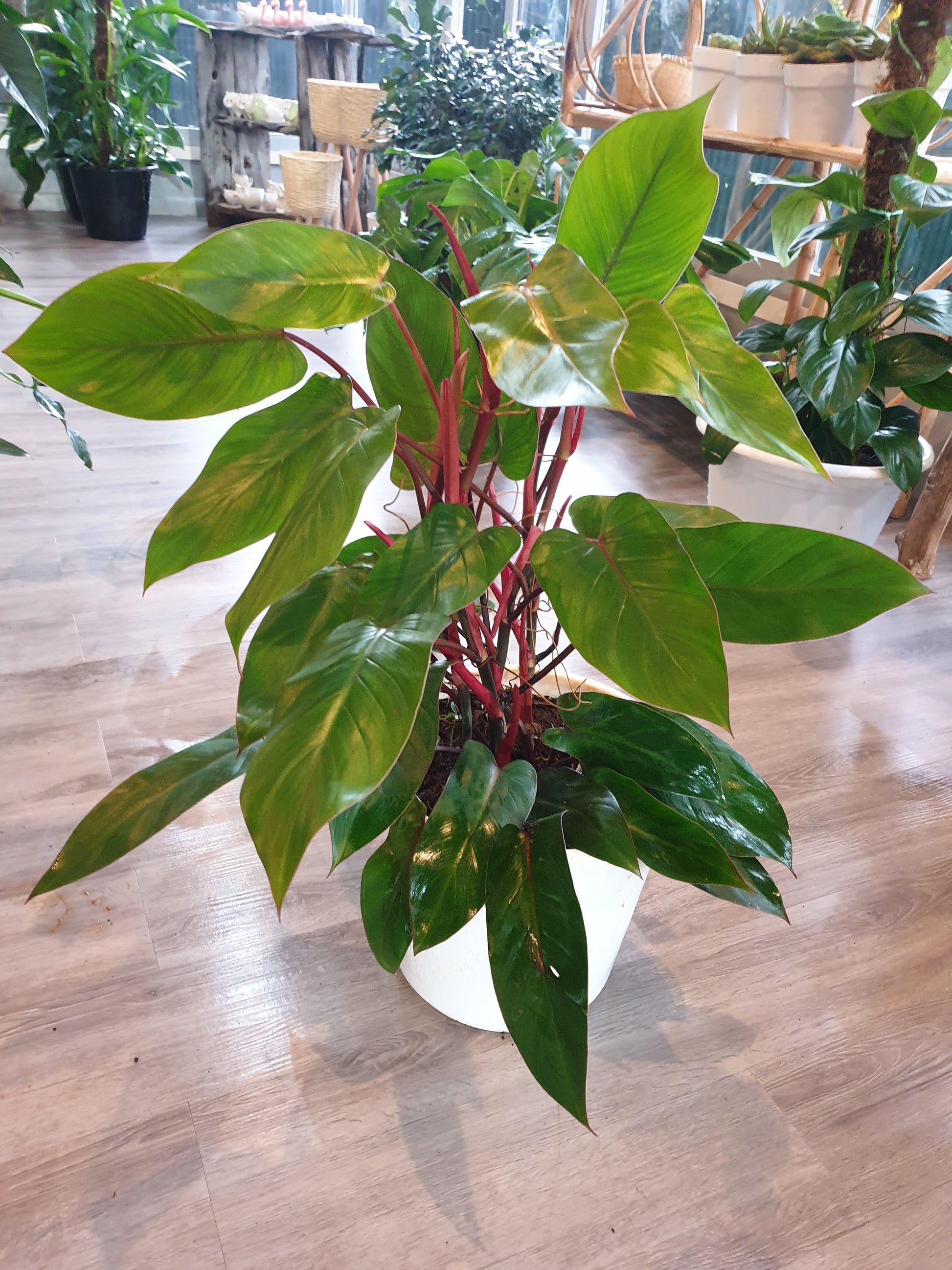 Philodendron Red Emerald | Order Online Now | Planty Kenya