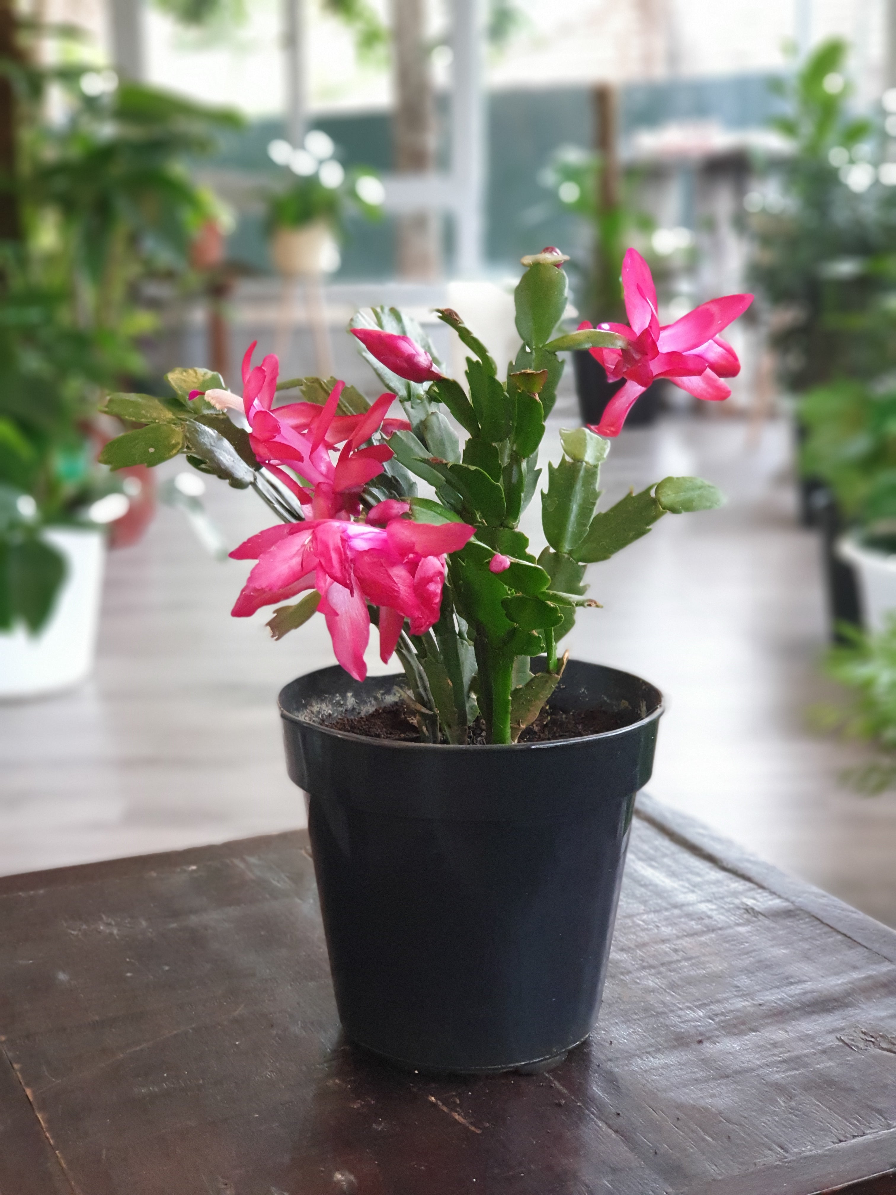 Flowering Plants – Planty Kenya