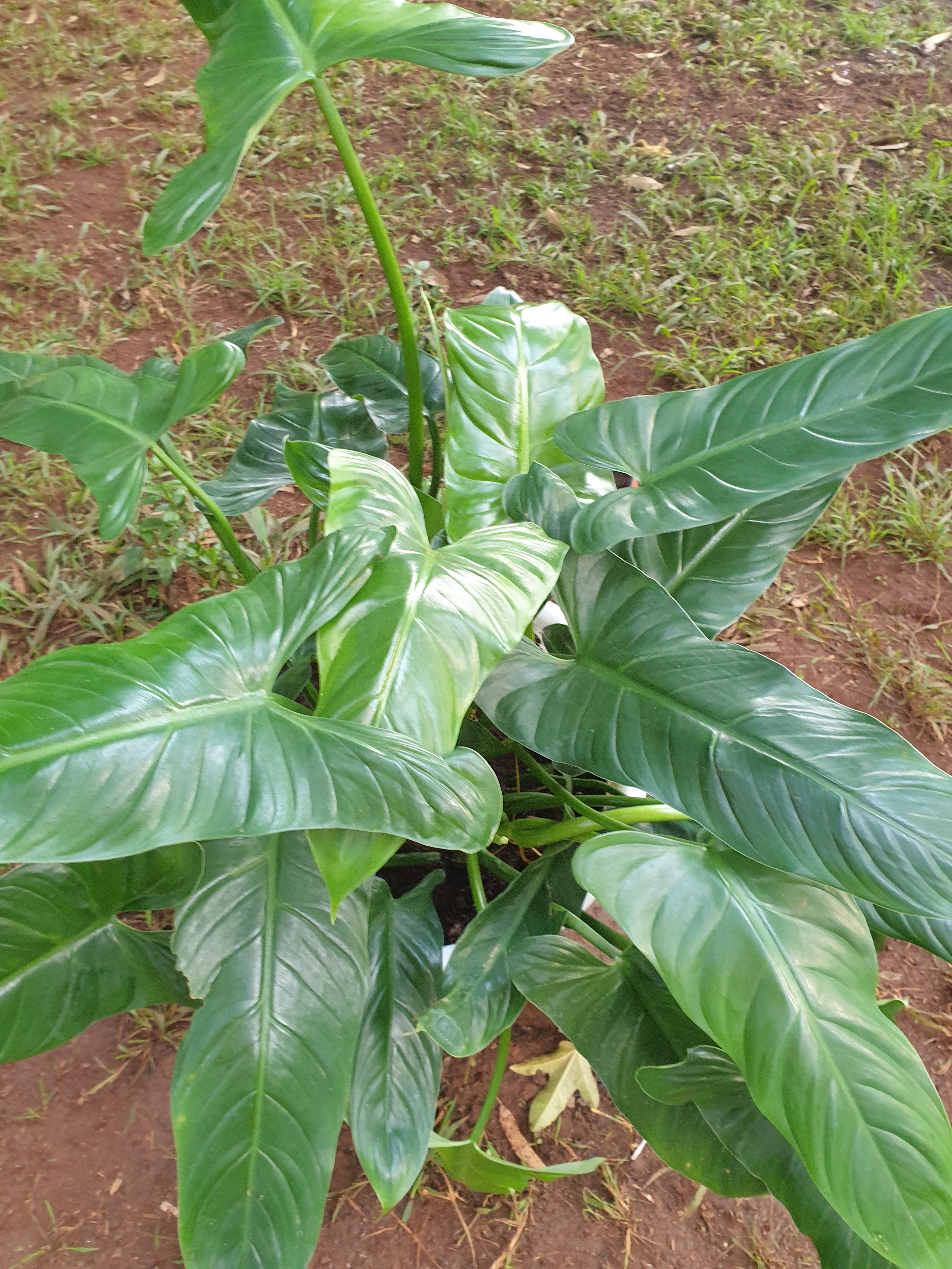 Philodendron Elephant Ears | Order Online Now | Planty Kenya – Planty ...