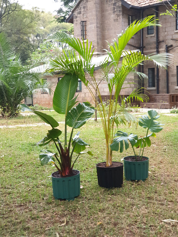 Tropical Package | Order Online Now | Planty Kenya