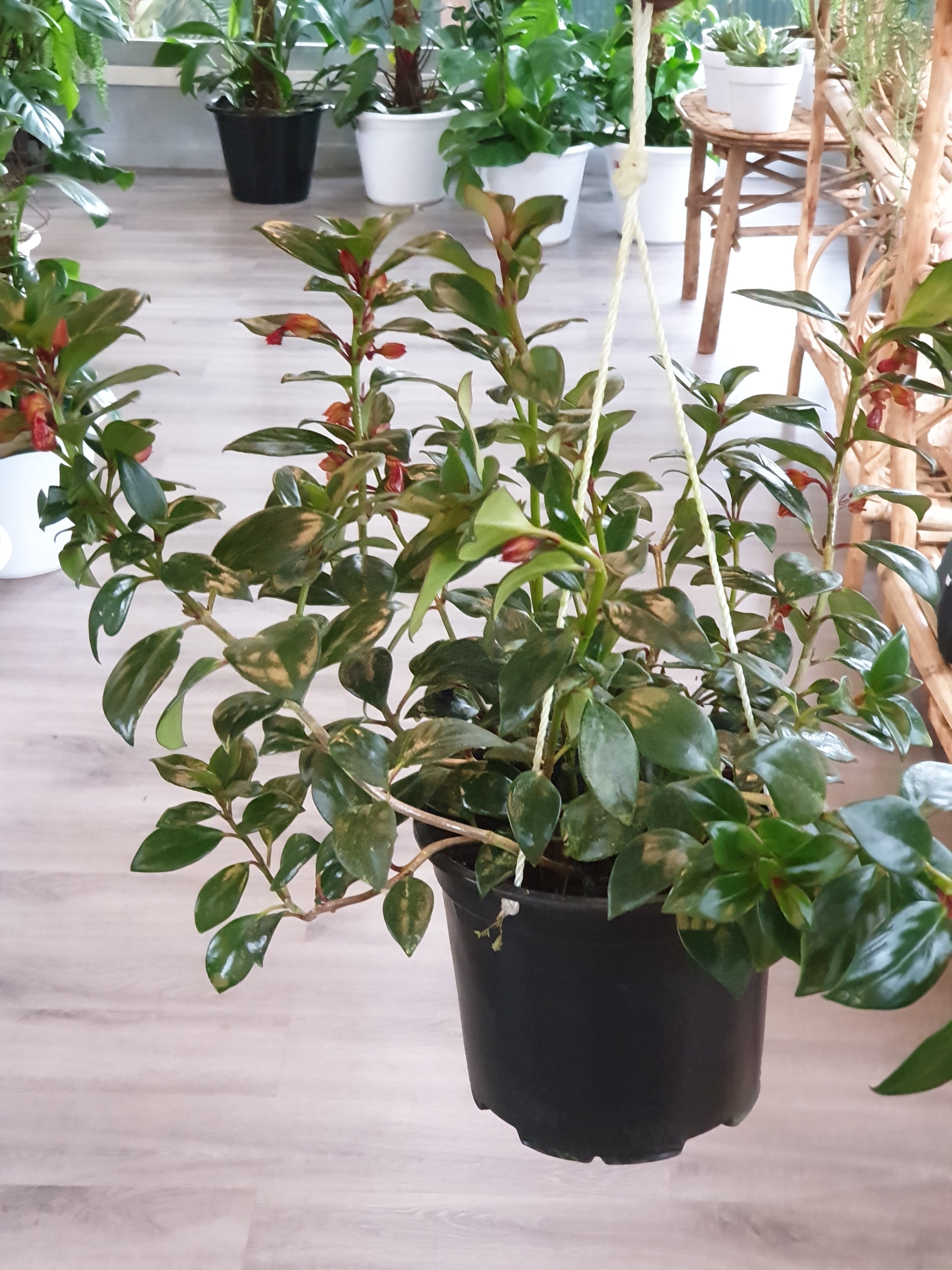 Flowering Plants – Planty Kenya
