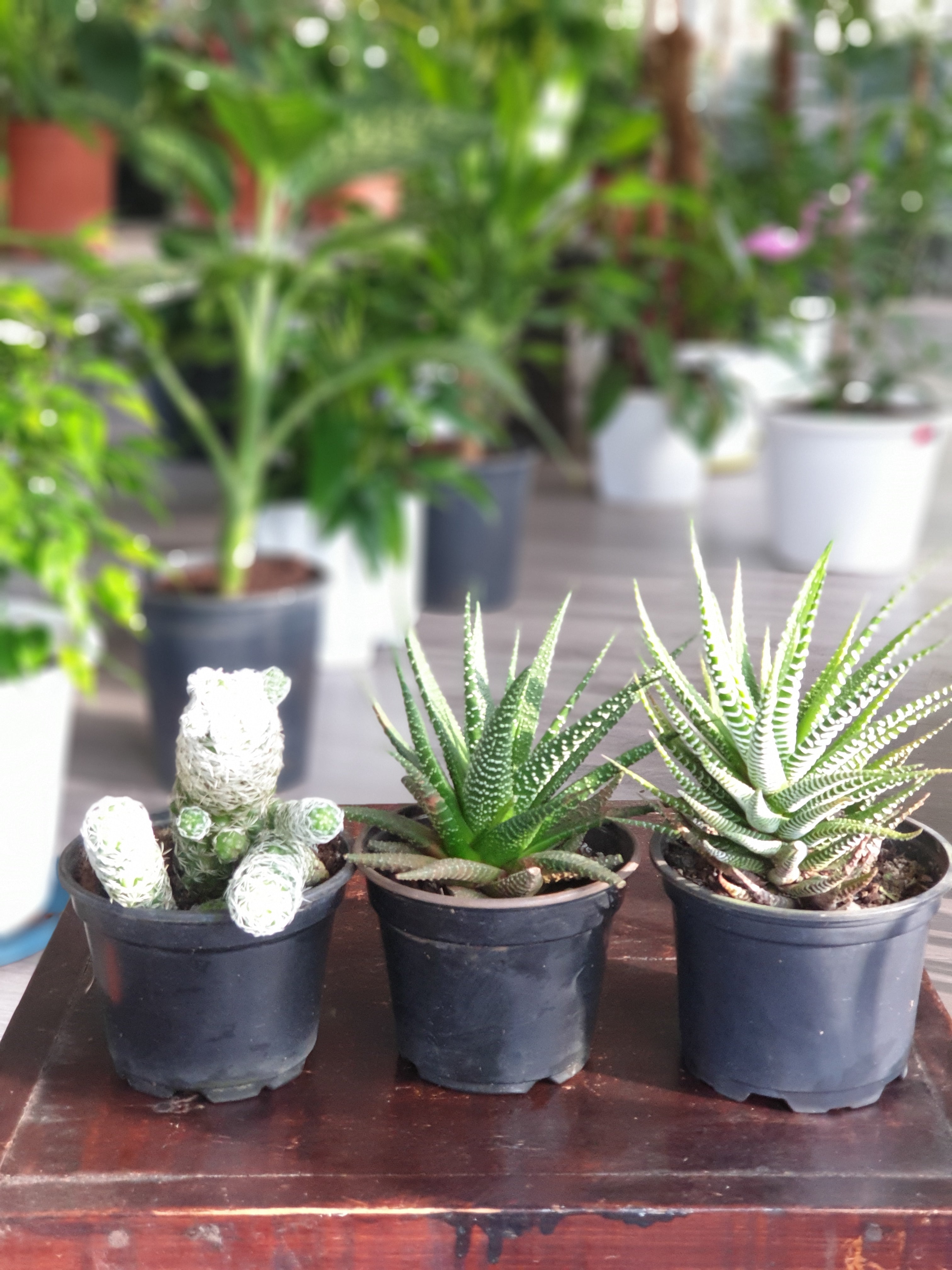 Indoor Plants – Planty Kenya