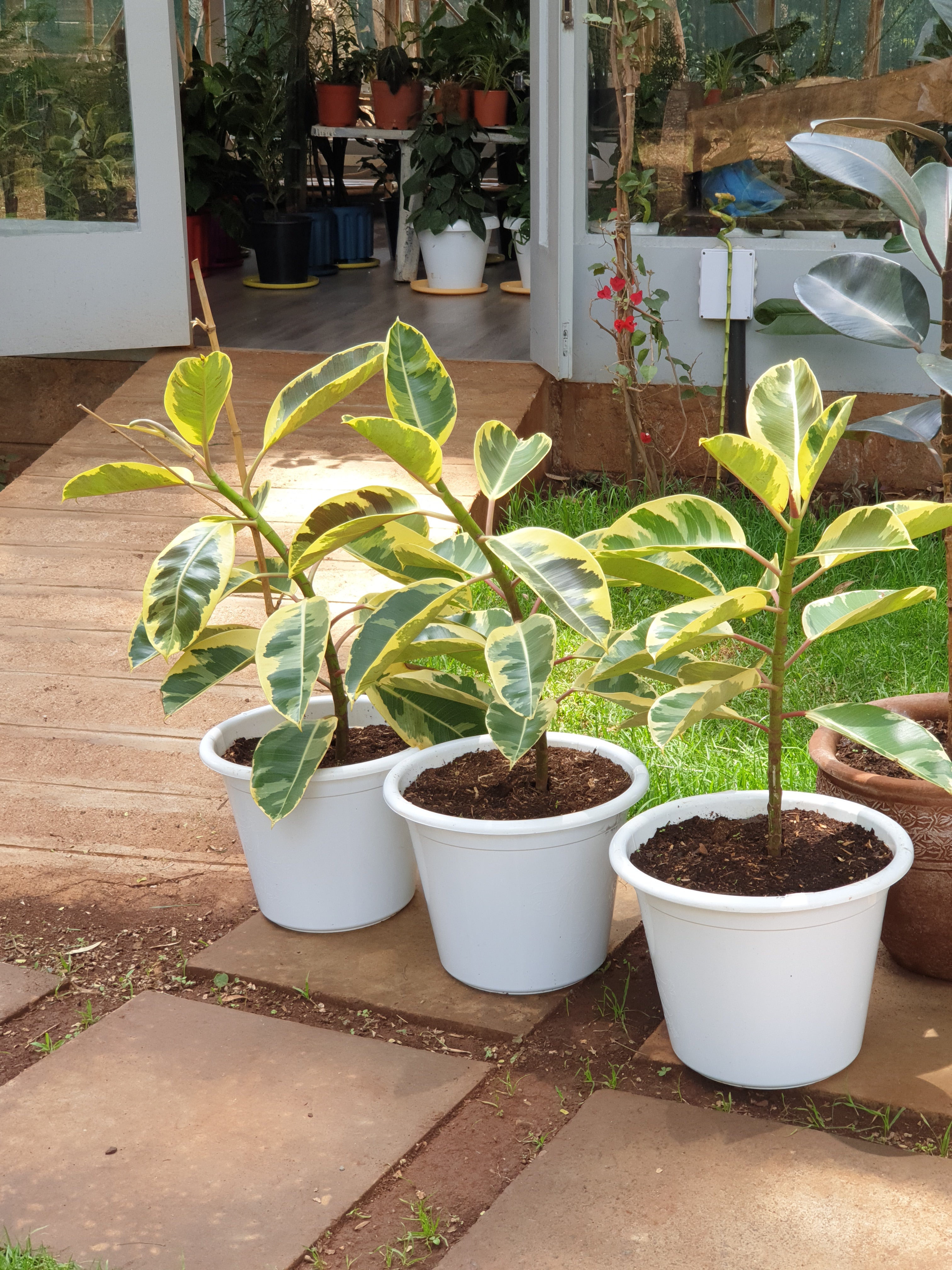 Variegated Rubber Plant (Ficus Tineke) | Order Online Now | Planty Kenya