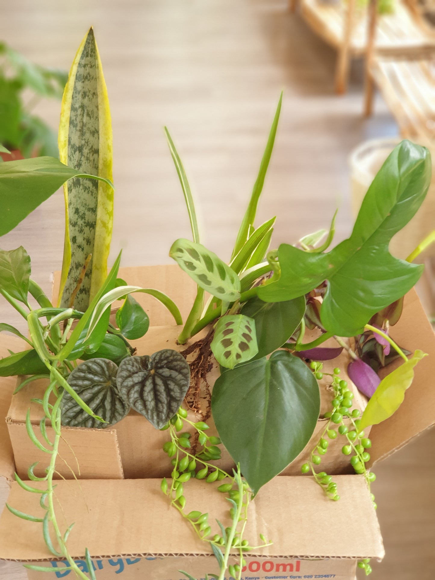 Cuttings Box Package – Planty Kenya