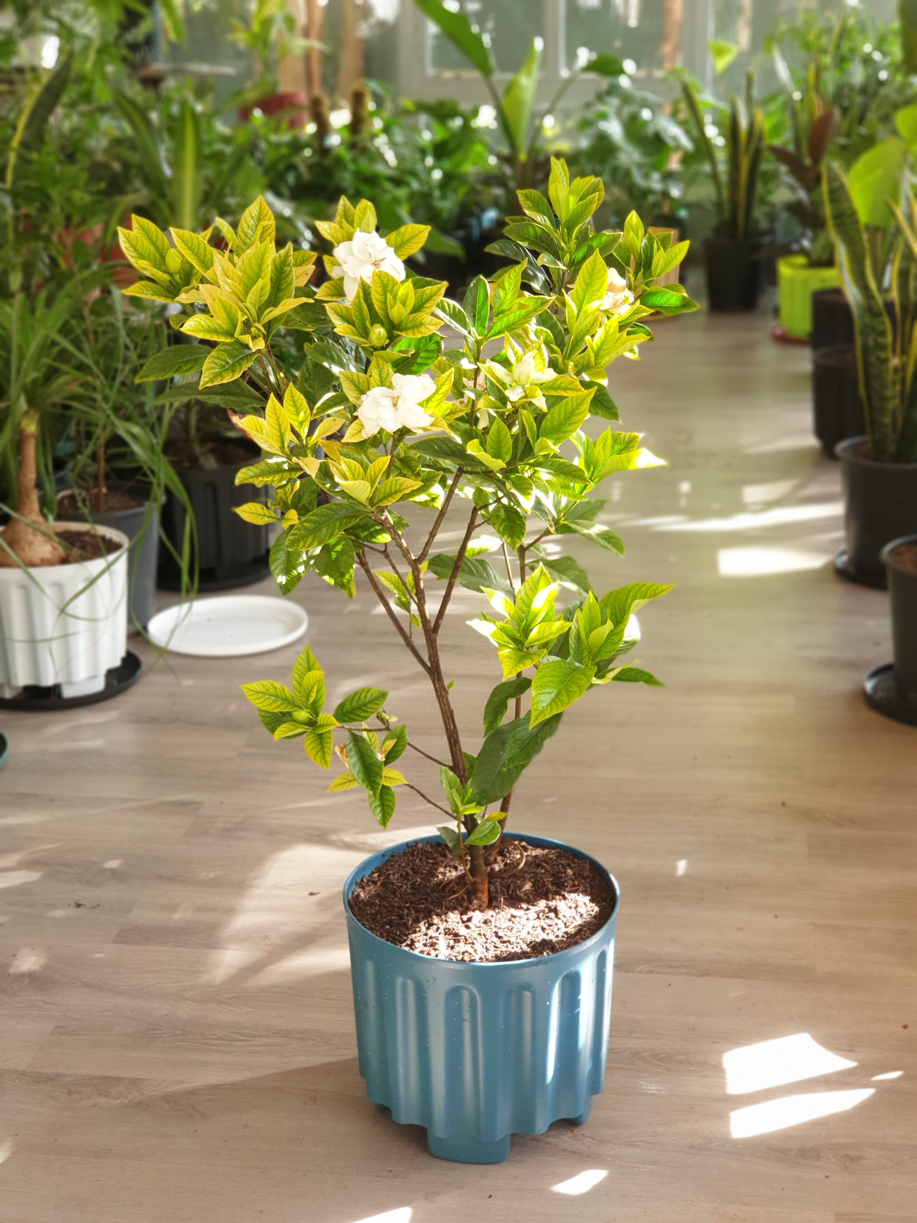 Flowering Plants – Planty Kenya