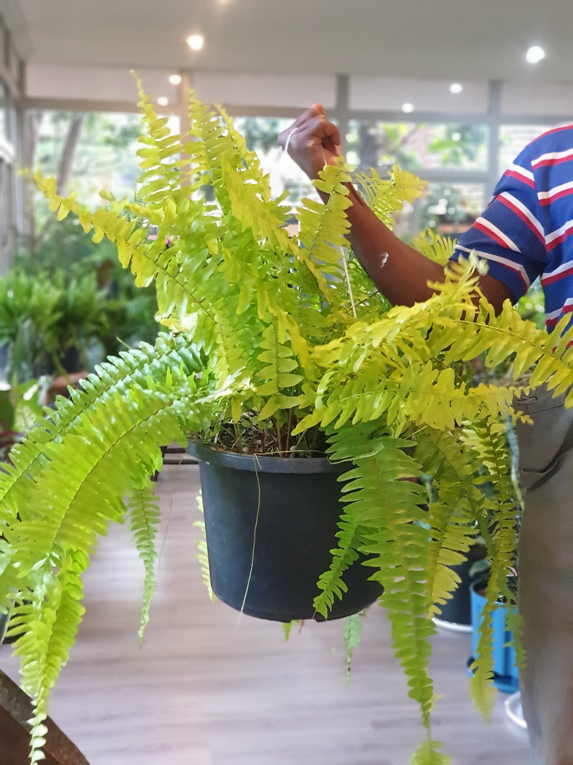 Boston Fern Neon (Nephrolepis exaltata) | Order Now Online | Planty Kenya