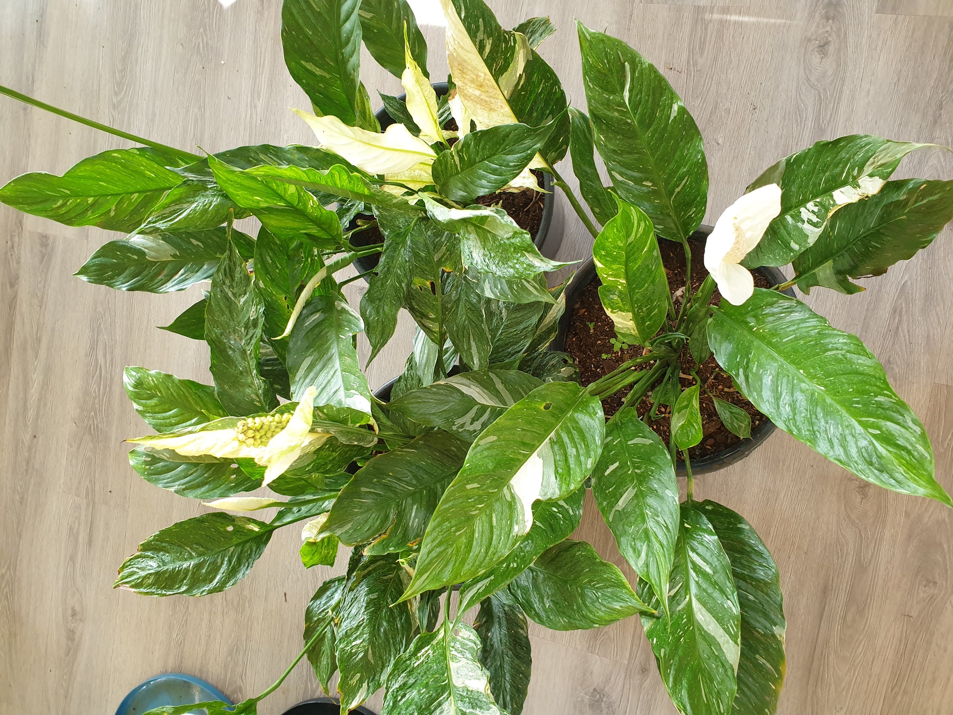 Variegated Peace Lilly (Spathiphyllum) | Order Online Now | Planty Kenya